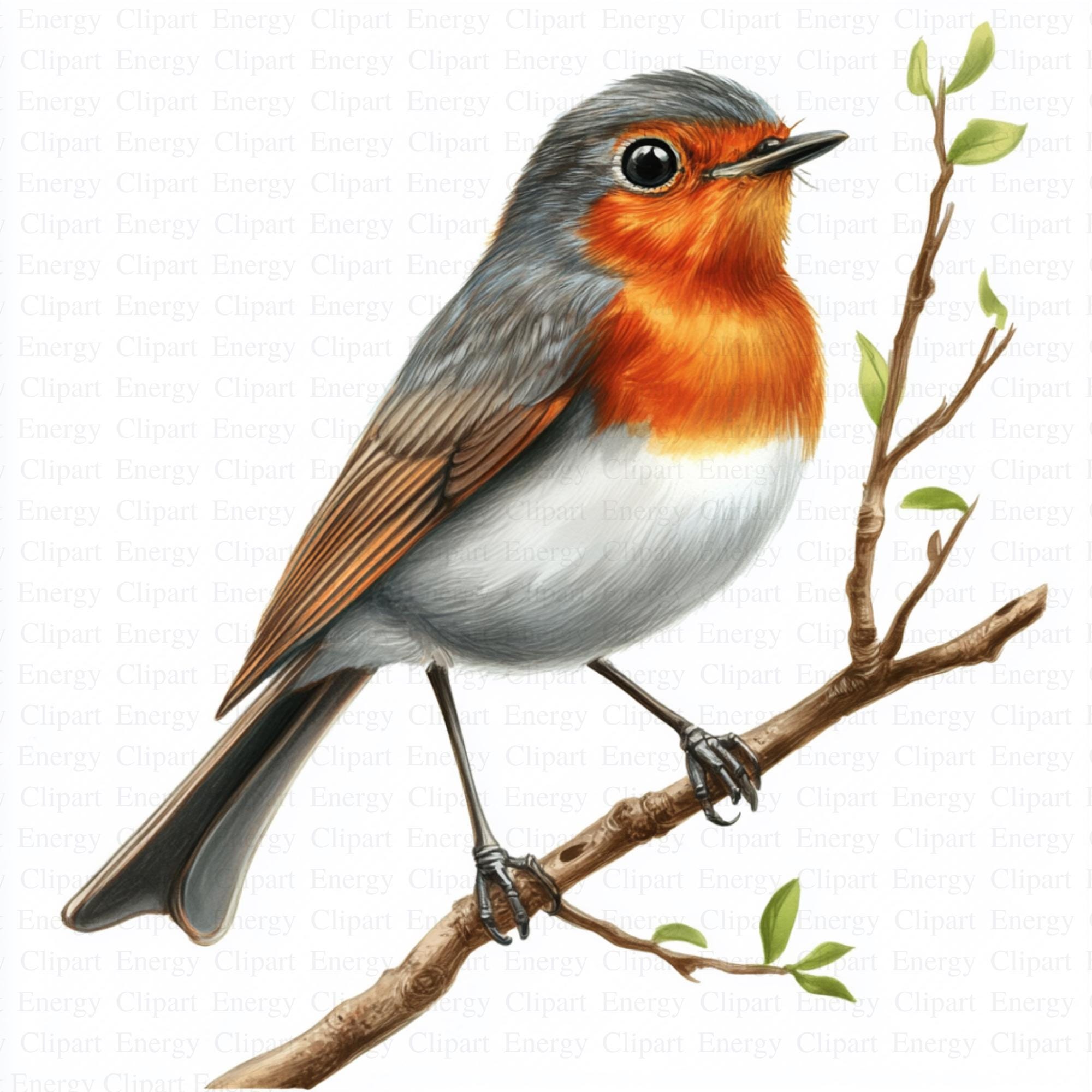 Spring Robin Clipart | 5 High Quality Jpg's | Digital Download | Birds ...