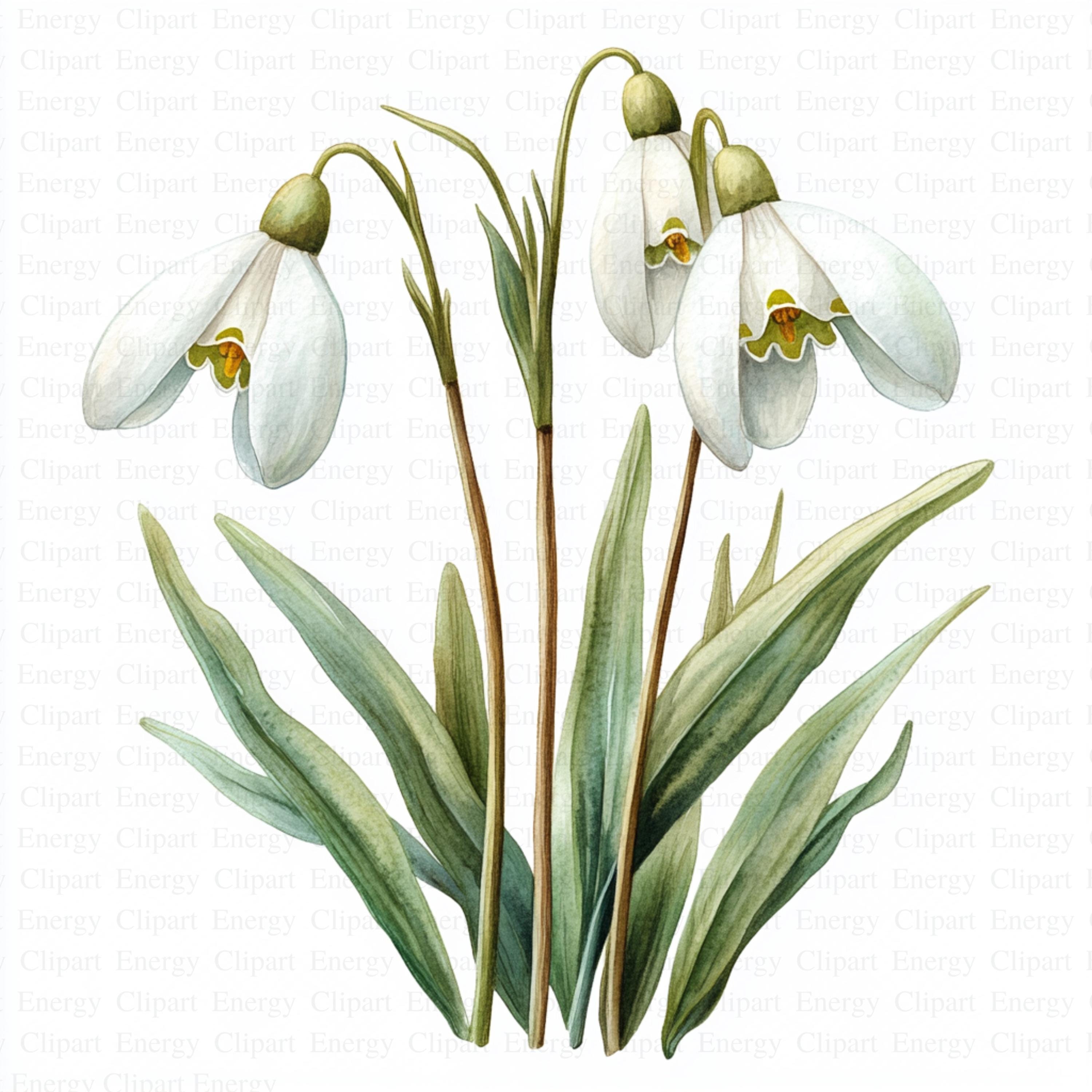 Snowdrop Clipart | 5 High Quality Jpg's | Digital Download | Floral ...