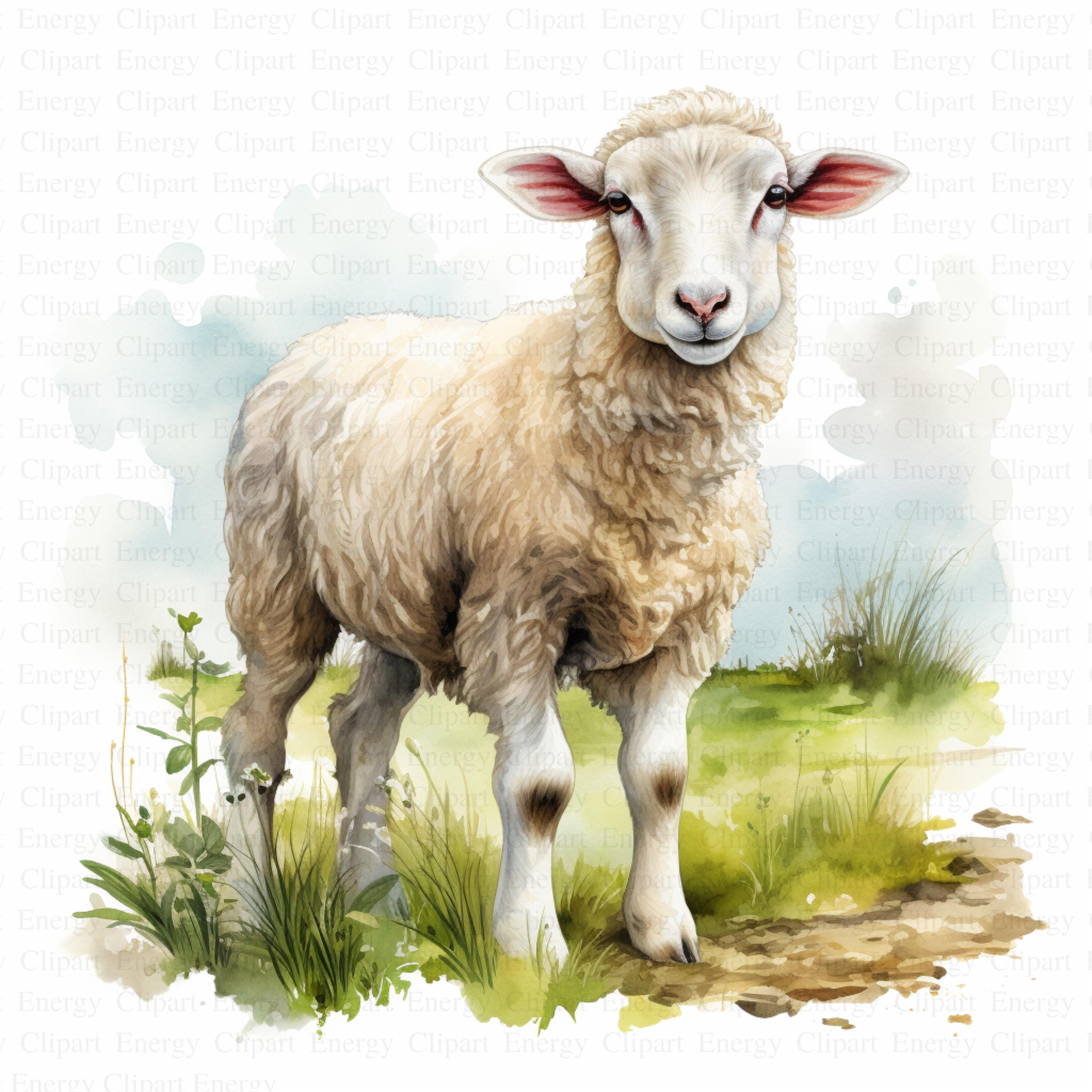 Sheep Clipart | 5 High Quality Jpg's | Digital Download | Farm Animal ...