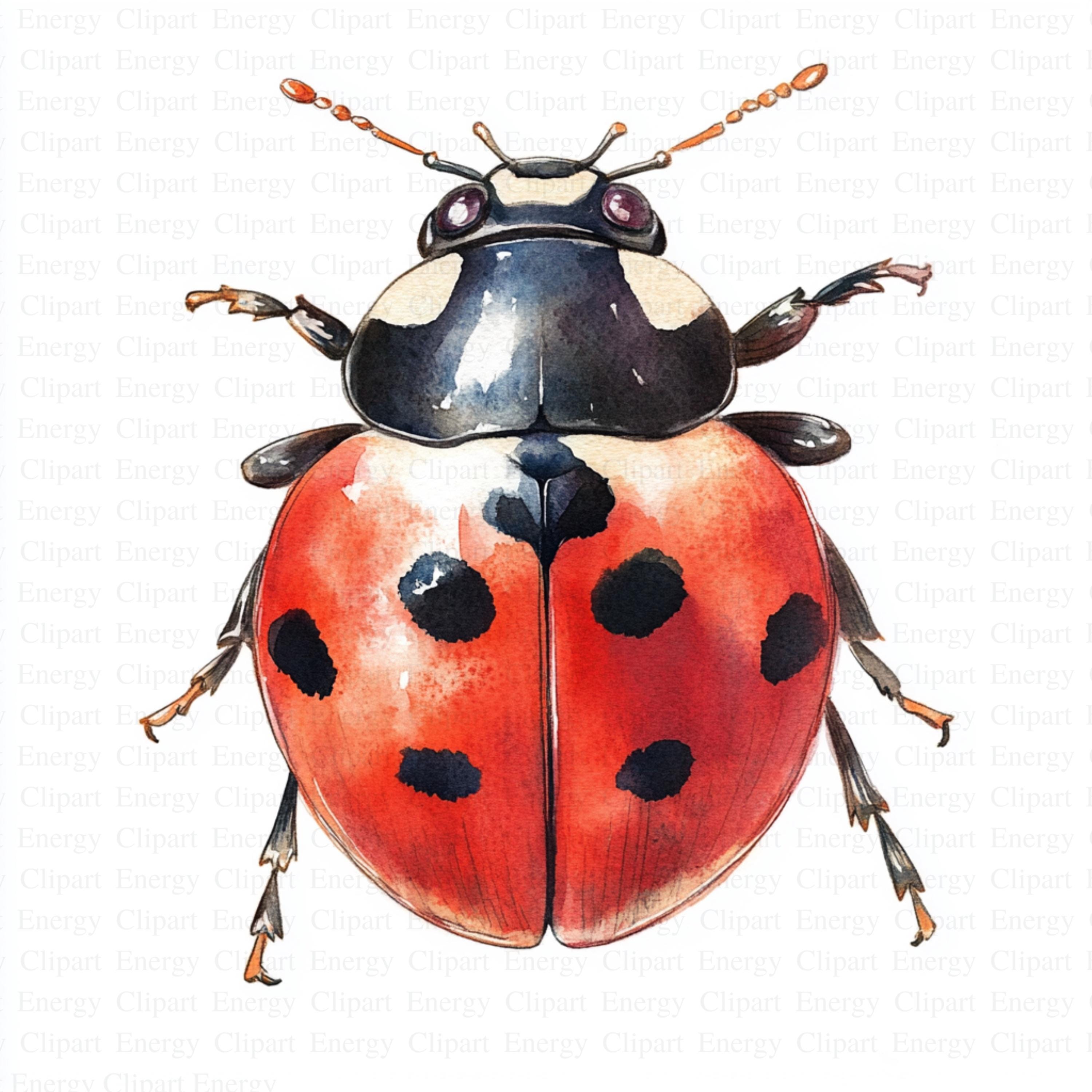 Watercolor Ladybugs Clipart | 5 High Quality Jpg's | Digital Download ...