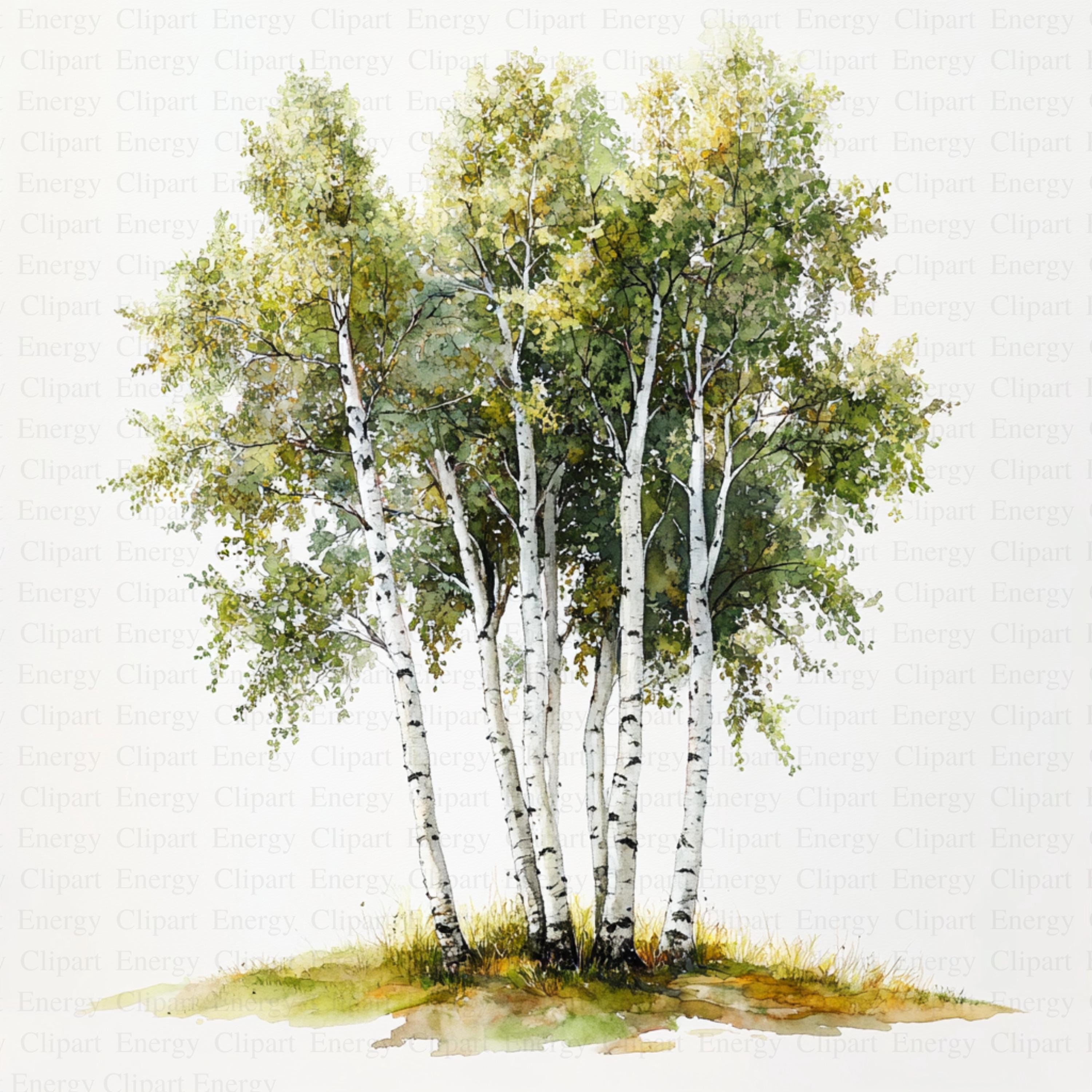 Watercolor Forest Birch Trees Clipart | 5 High Quality Jpg's | Digital ...