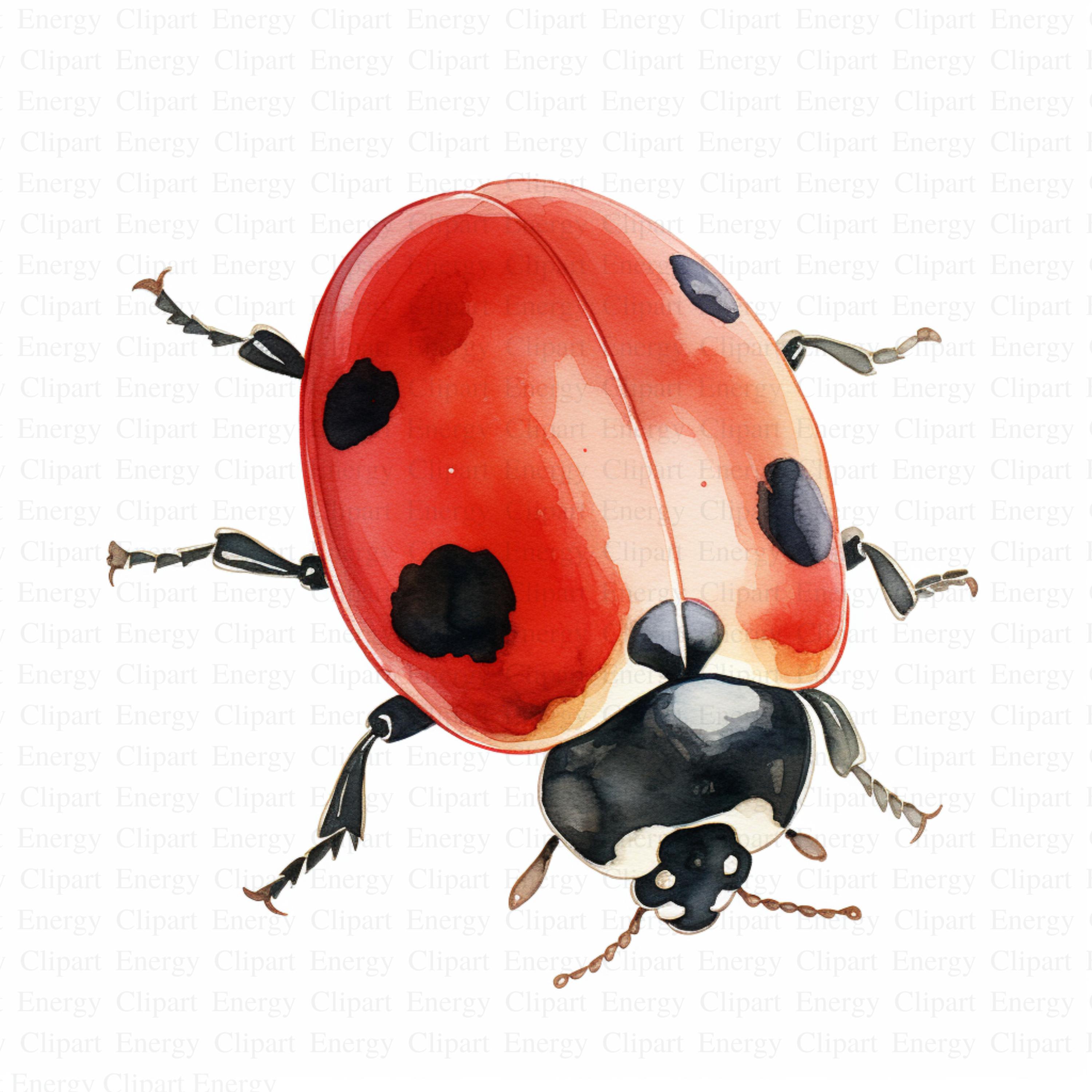 Ladybugs Clipart | 5 High Quality Jpg's | Digital Download | Insect Art ...
