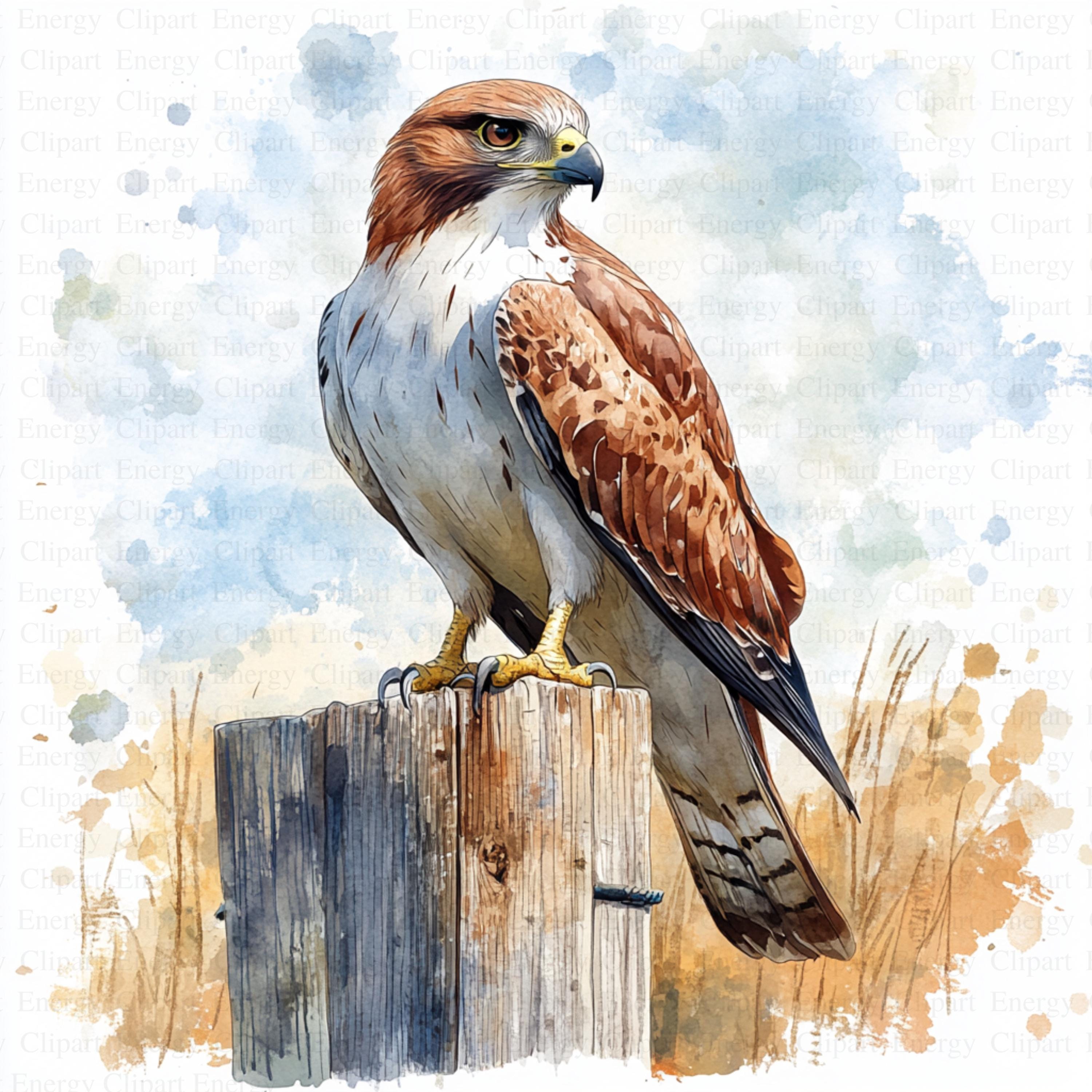 Buzzard on Fence Clipart 5 High Quality Jpg's Digital Download Wildlife ...