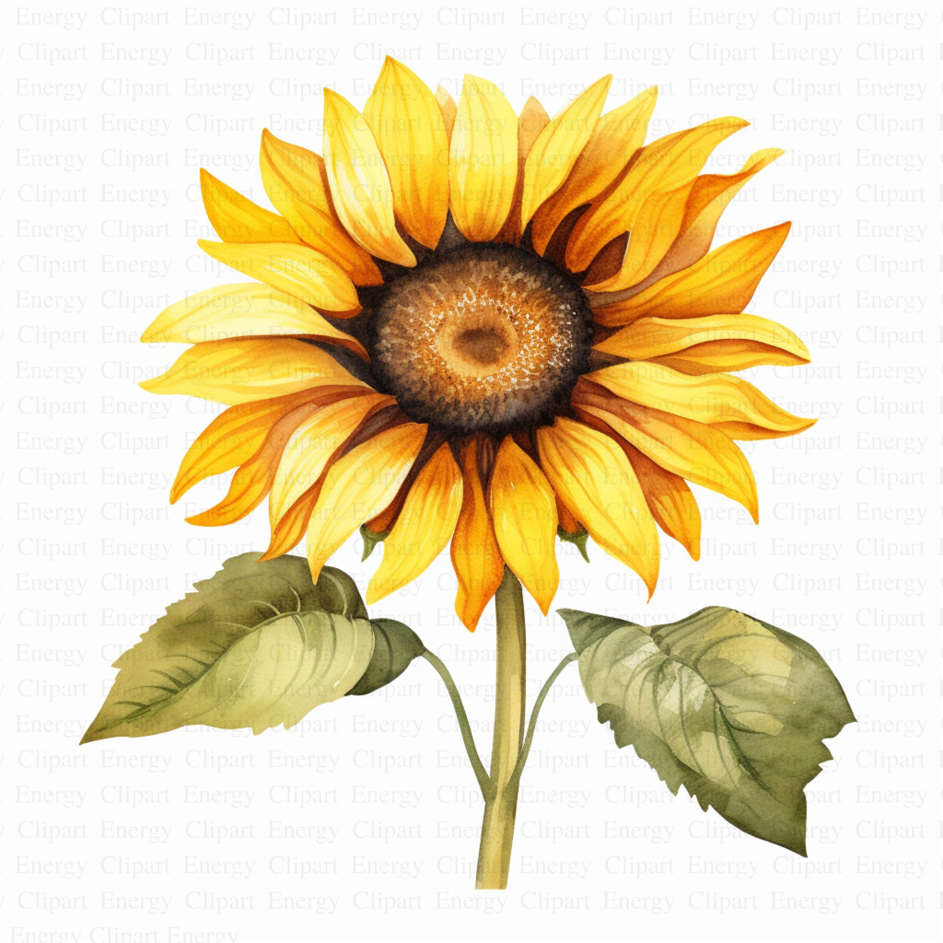 Sunflower Clipart | 5 High Quality Jpg's | Digital Download | Bright ...