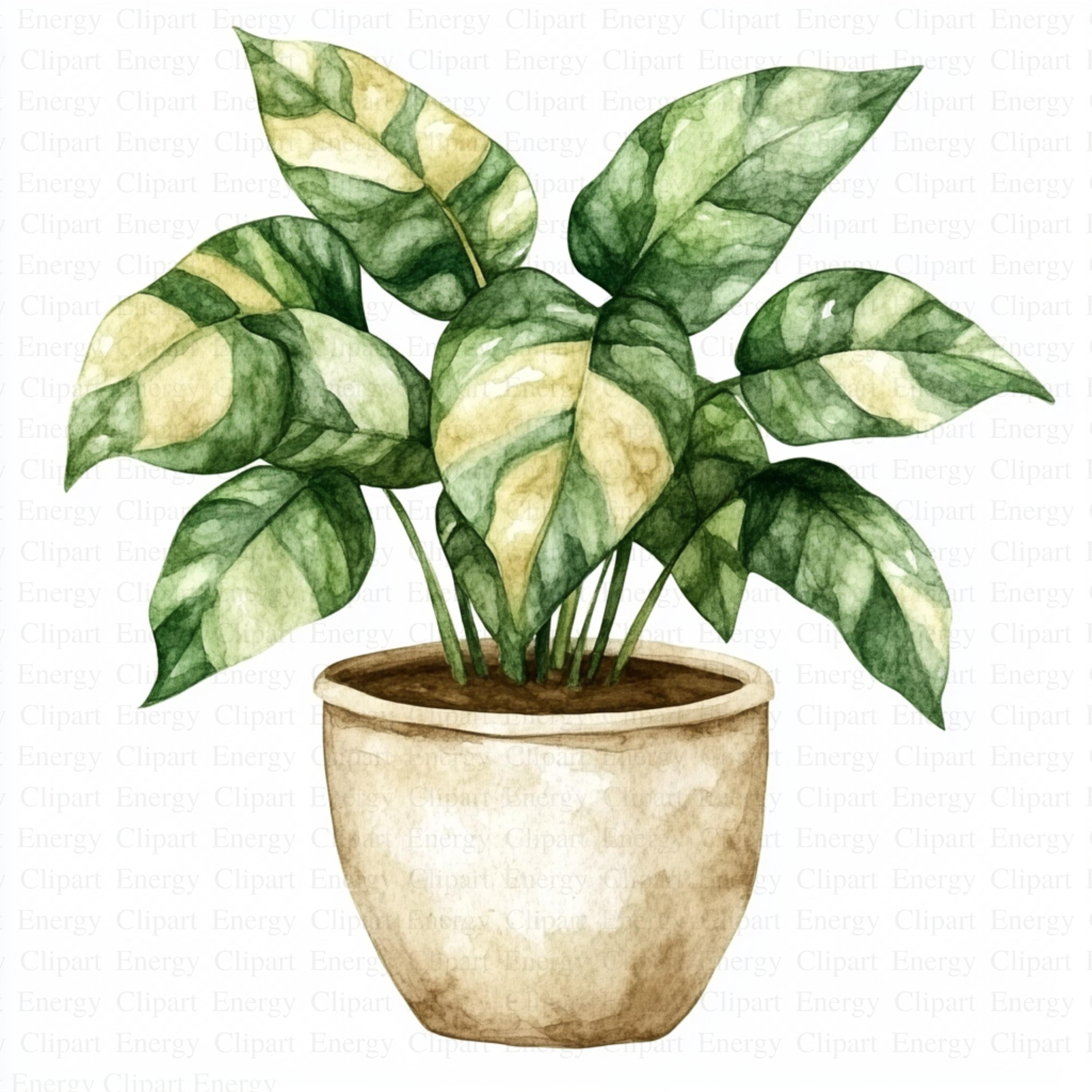 Houseplant Clipart | 5 High Quality Jpg's | Digital Download | Indoor ...