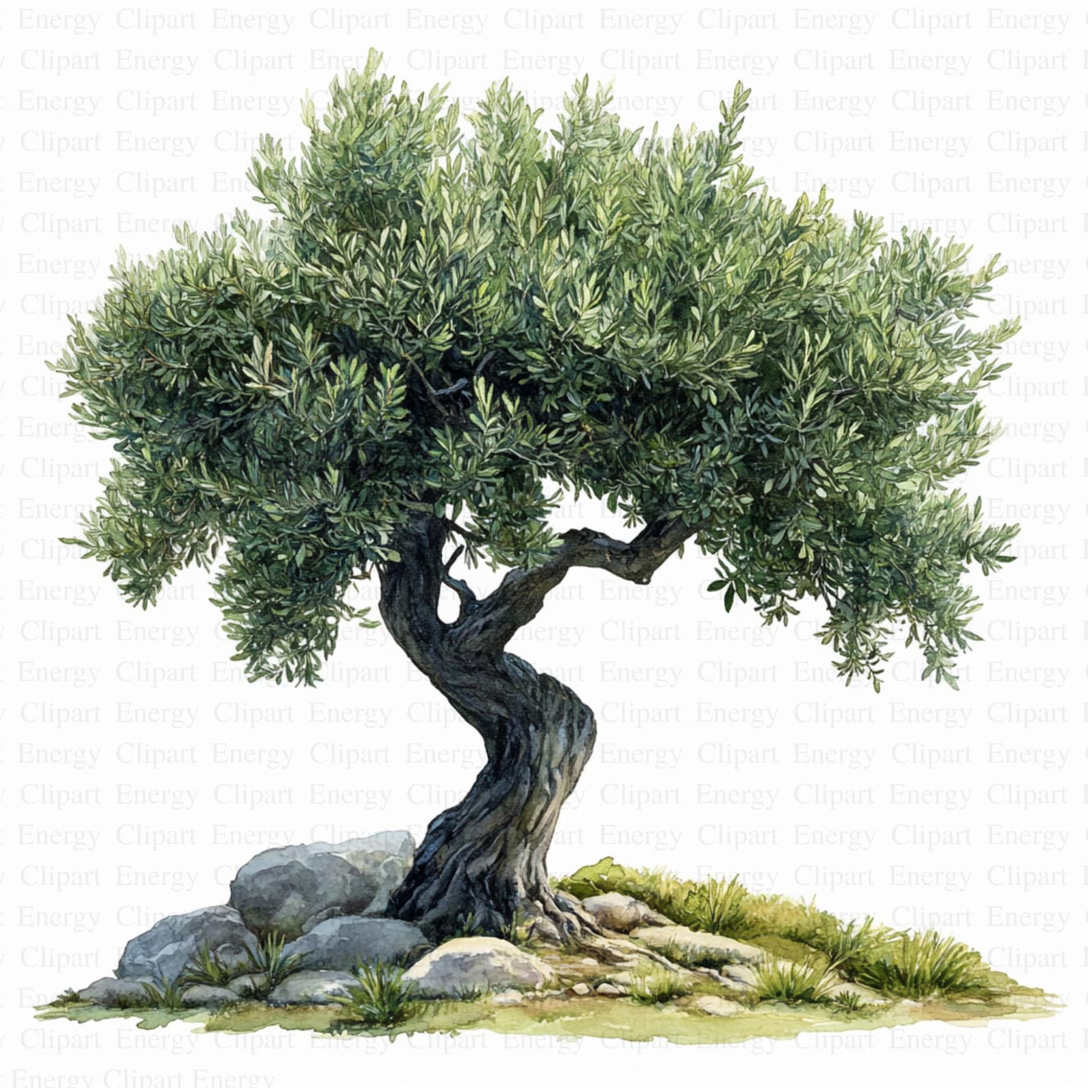 Olive Trees Clipart | 5 High Quality Jpgs | Digital Download | Card ...