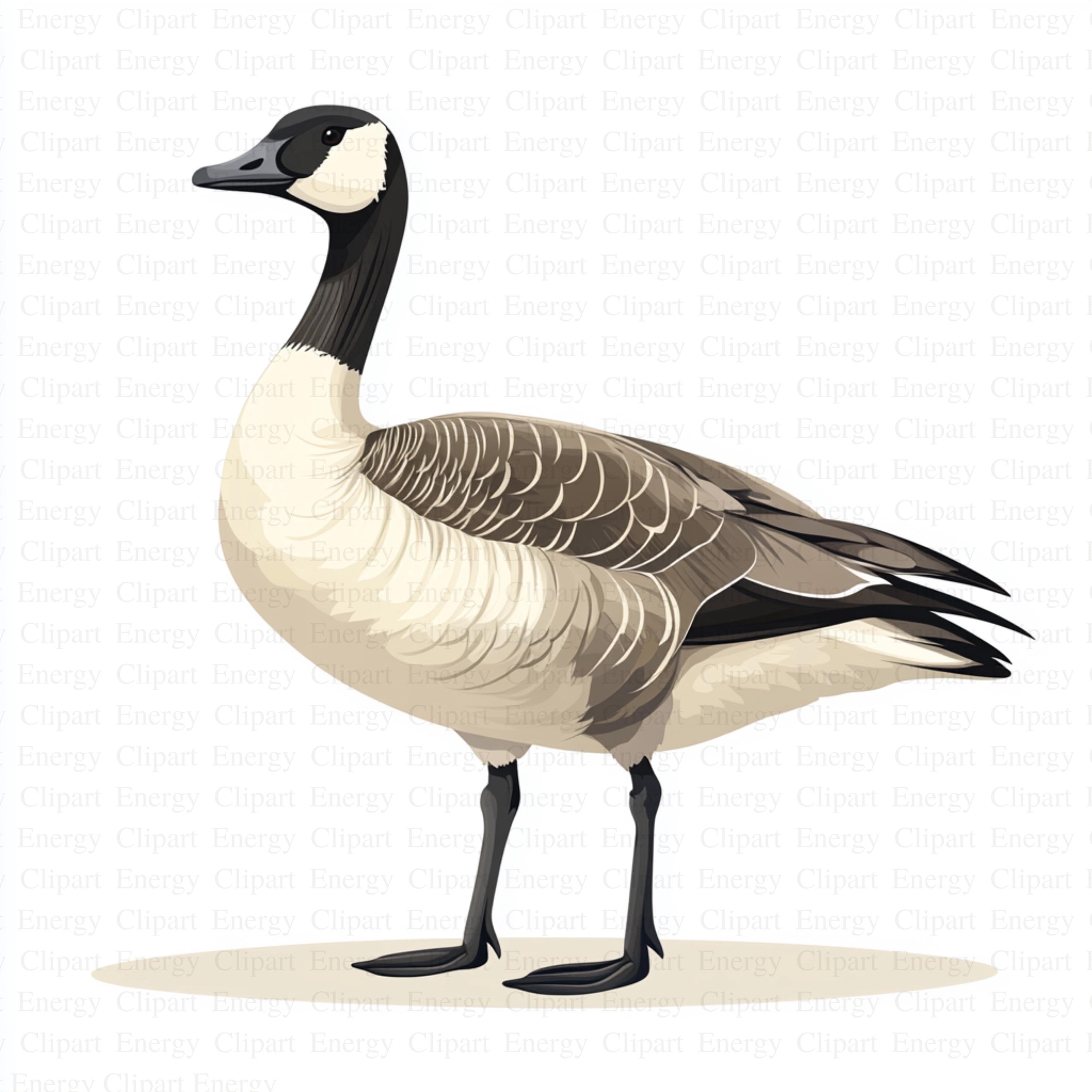 Canadian Goose Clipart | 5 High Quality Jpg's | Digital Download | Bird ...