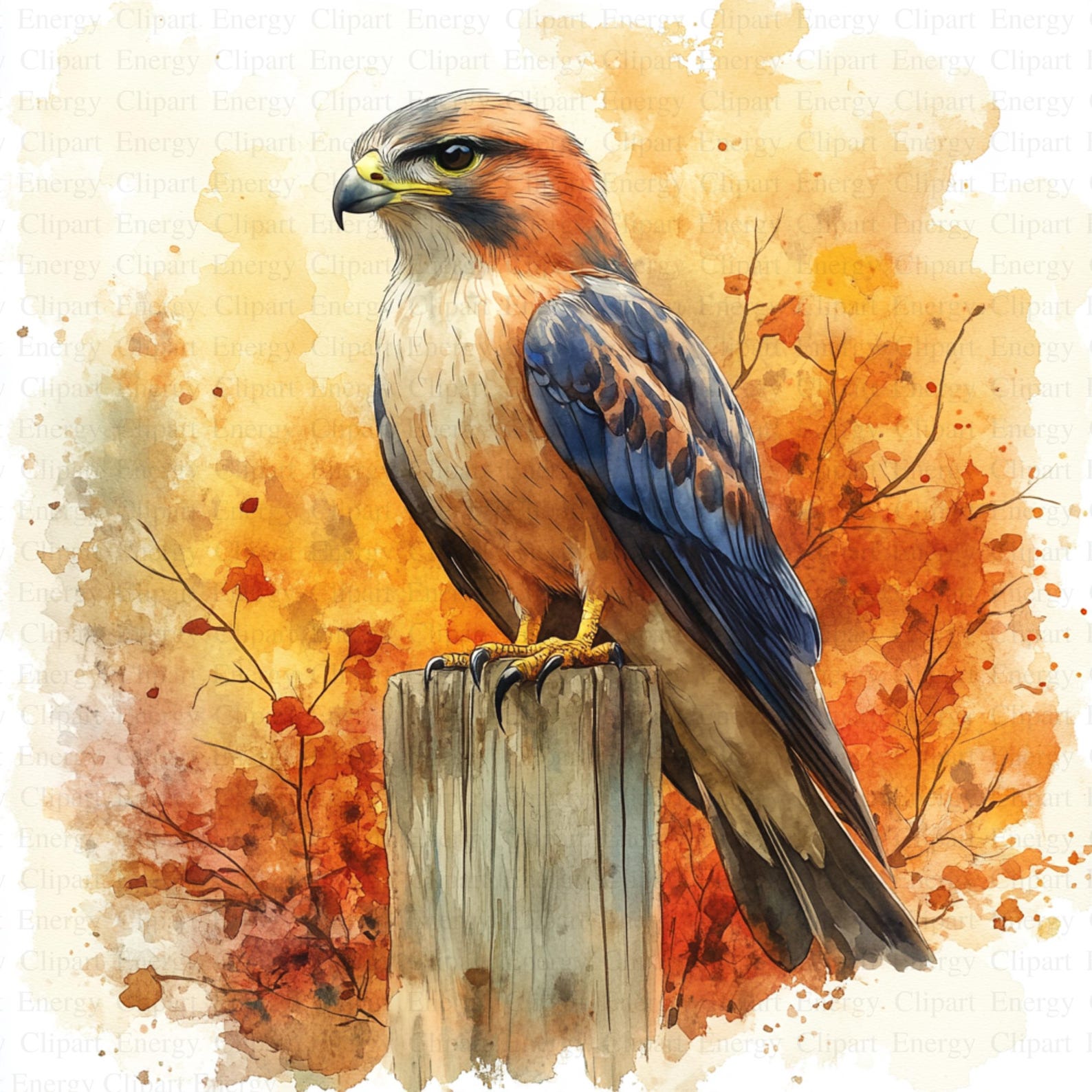 Buzzard on Fence Clipart 5 High Quality Jpg's Digital Download Wildlife ...