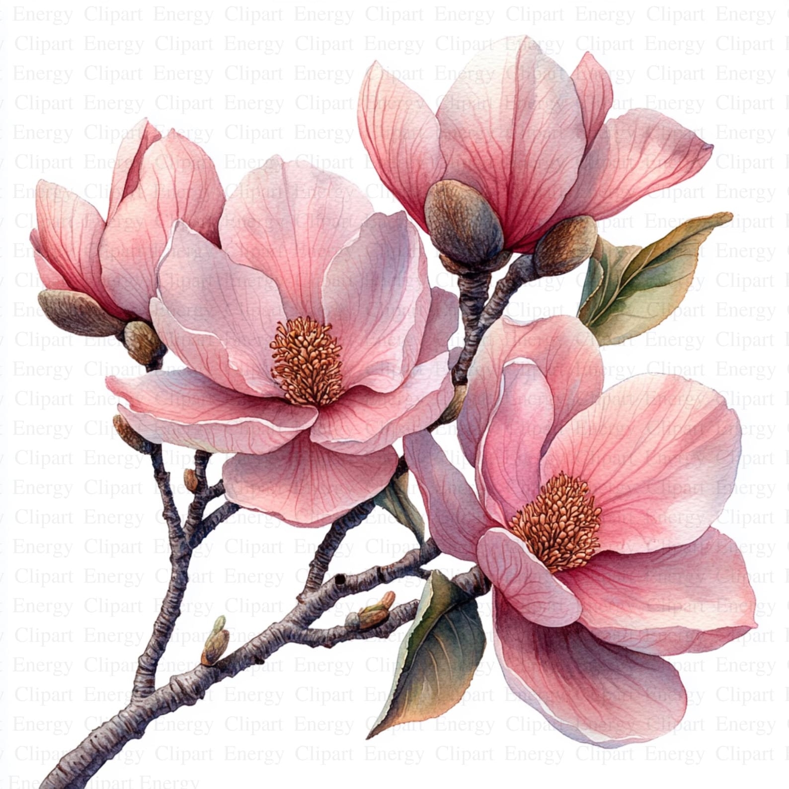 Magnolia Branches Clipart | 5 High Quality Jpgs | Instant Digital ...