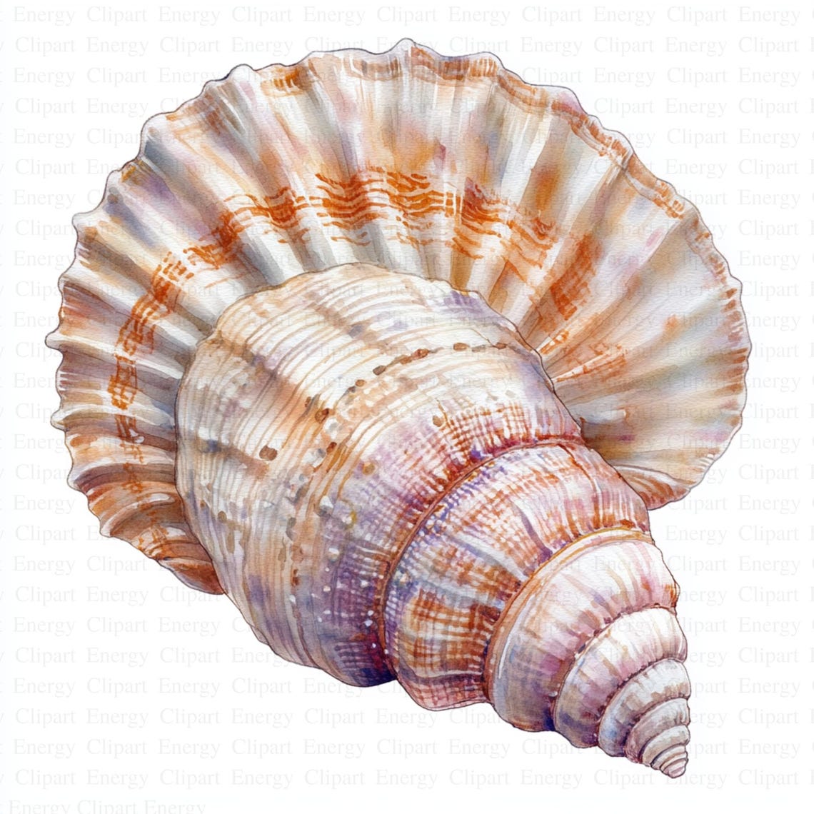 Gorgeous Sea Shells Clipart | 5 High Quality Jpgs | Digital Download ...