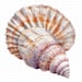 Gorgeous Sea Shells Clipart | 5 High Quality Jpgs | Digital Download ...