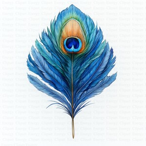 Peacock Feathers Clipart | 5 High Quality Jpg's | Digital Download ...