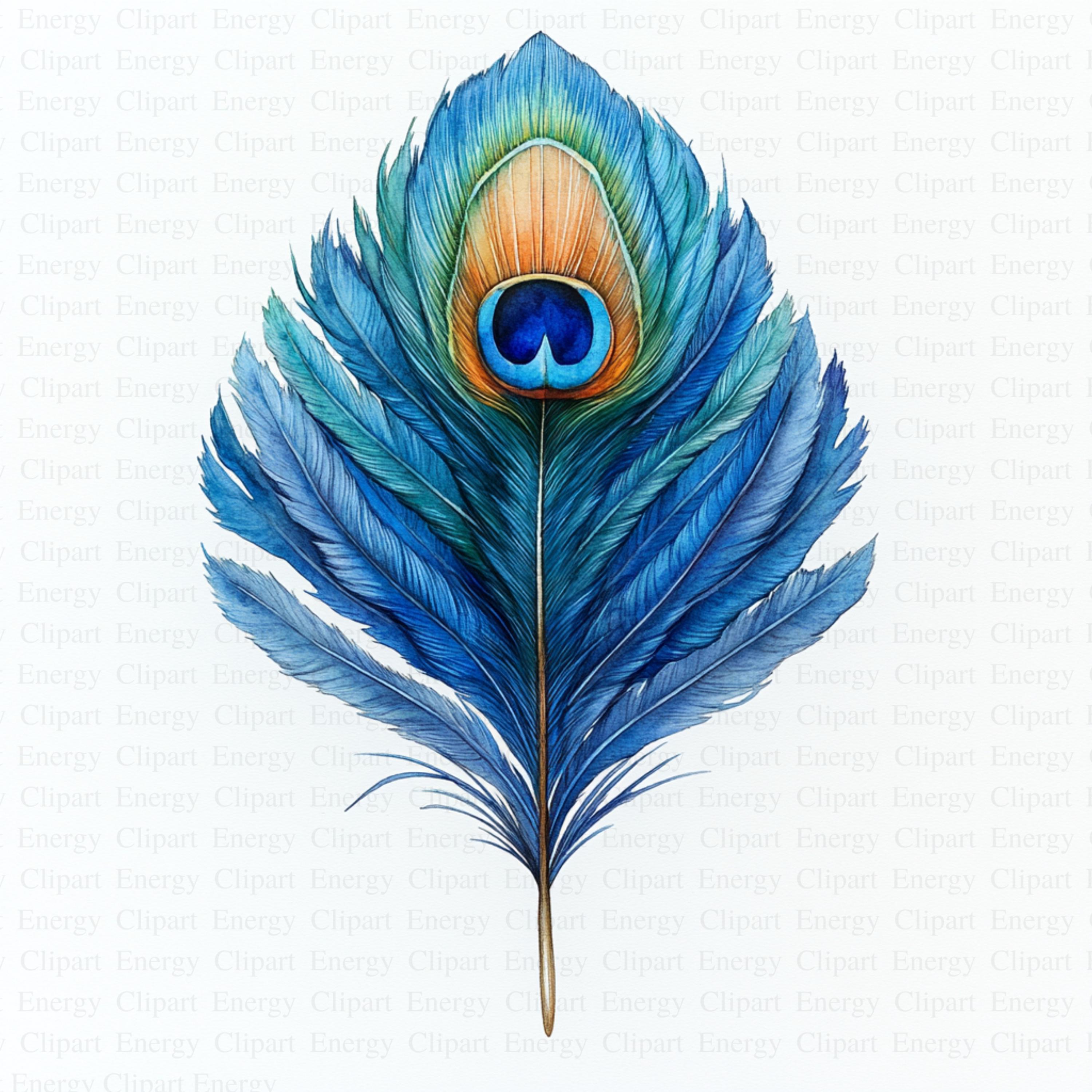 Peacock Feathers Clipart | 5 High Quality Jpg's | Digital Download ...