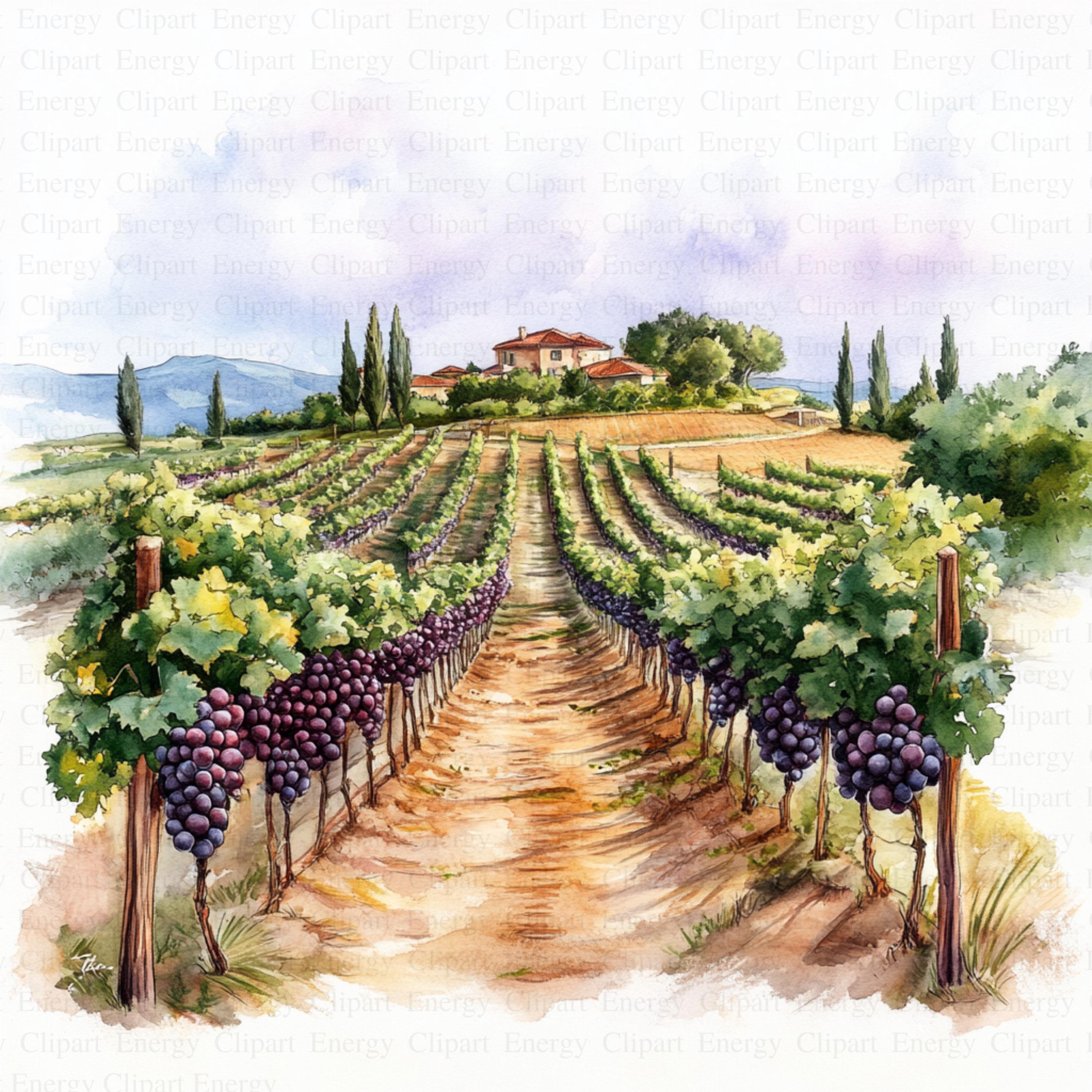 Vineyard Clipart | 5 High Quality Jpg's | Digital Download | Rustic ...