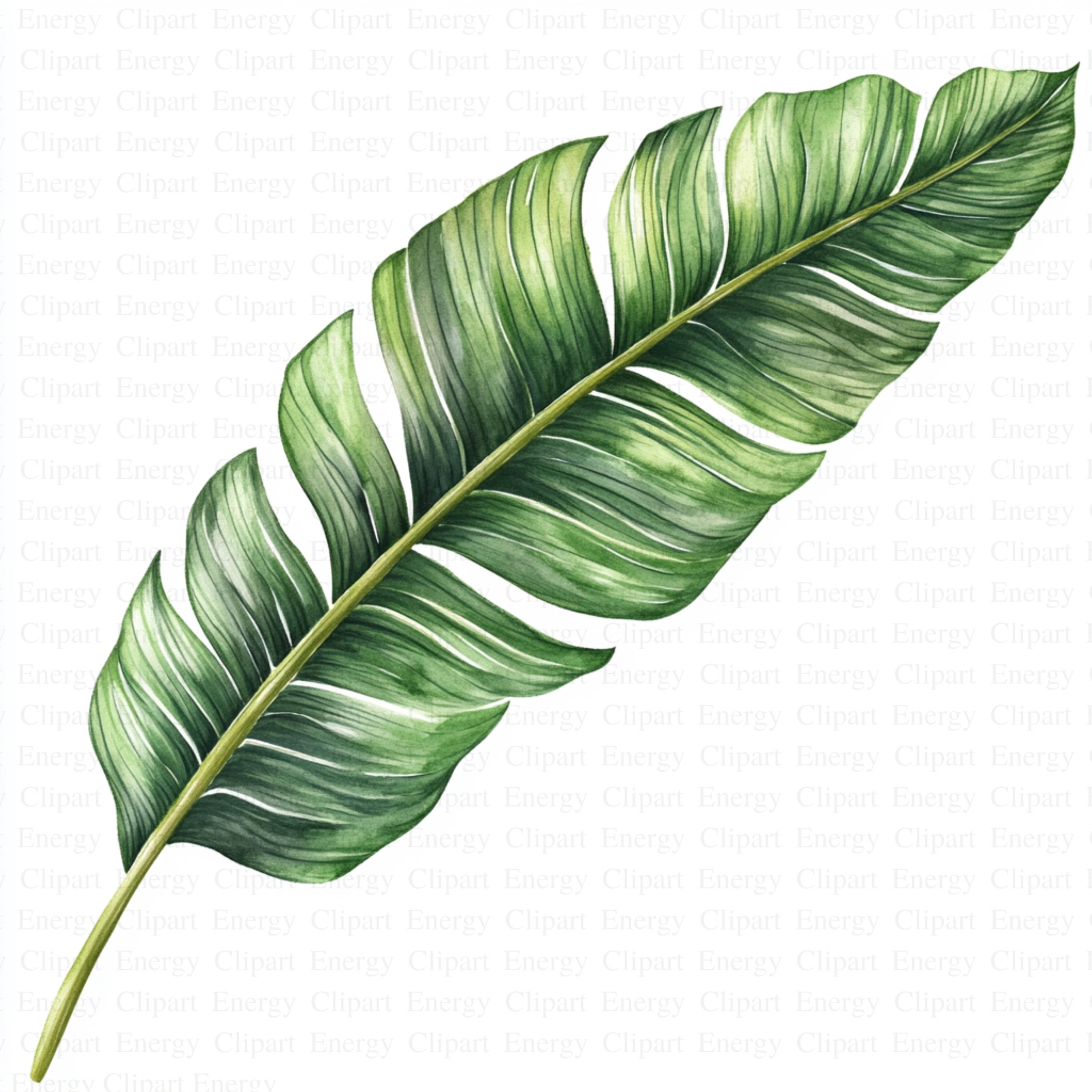 Palm Leaf Clip Art 5 High Quality Jpg's Digital Download Leaves ...