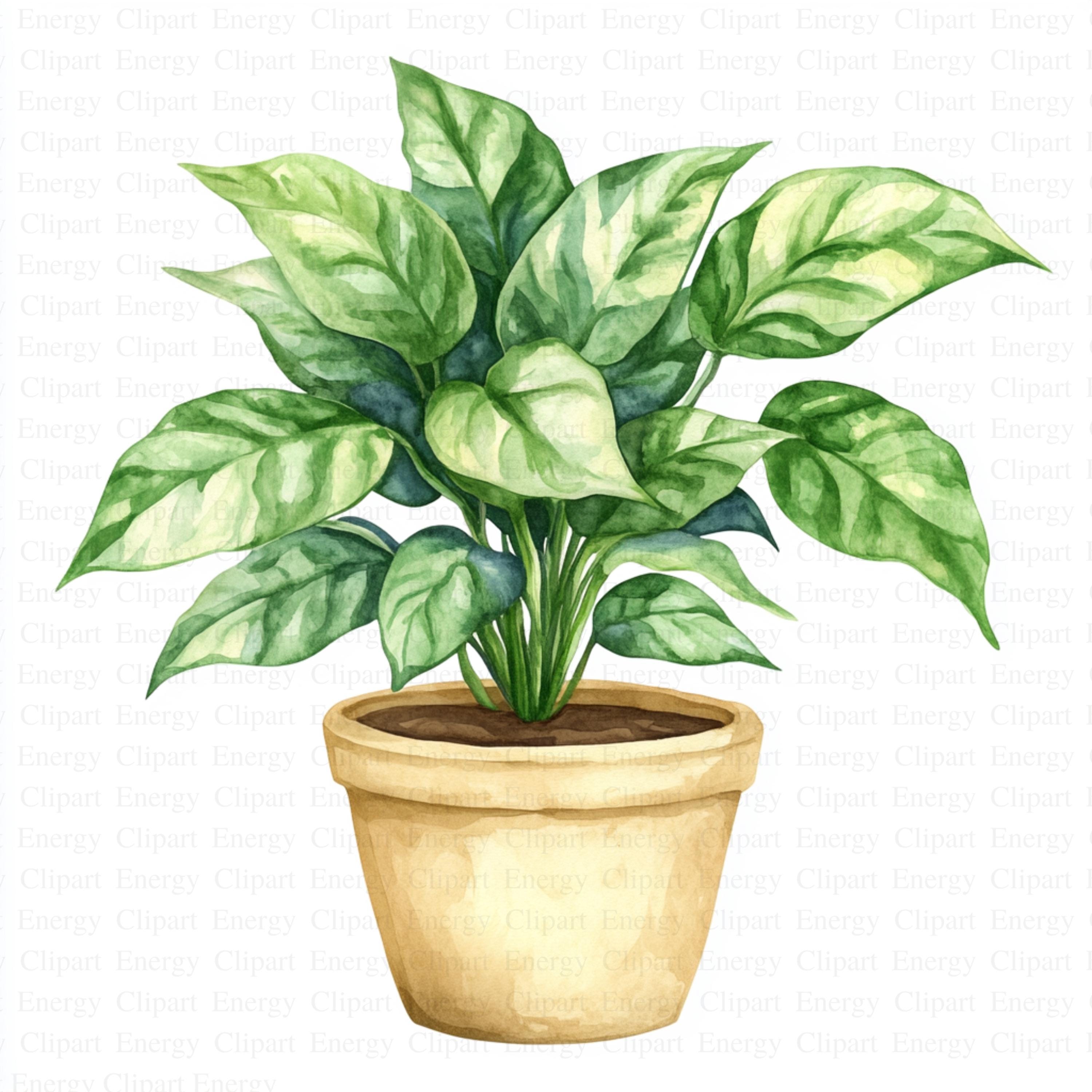 Houseplant Clipart 5 High Quality Jpg's Digital Download Indoor Plant ...