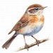 Wren Clipart | 5 High Quality Jpgs | Digital Download | Card Making ...