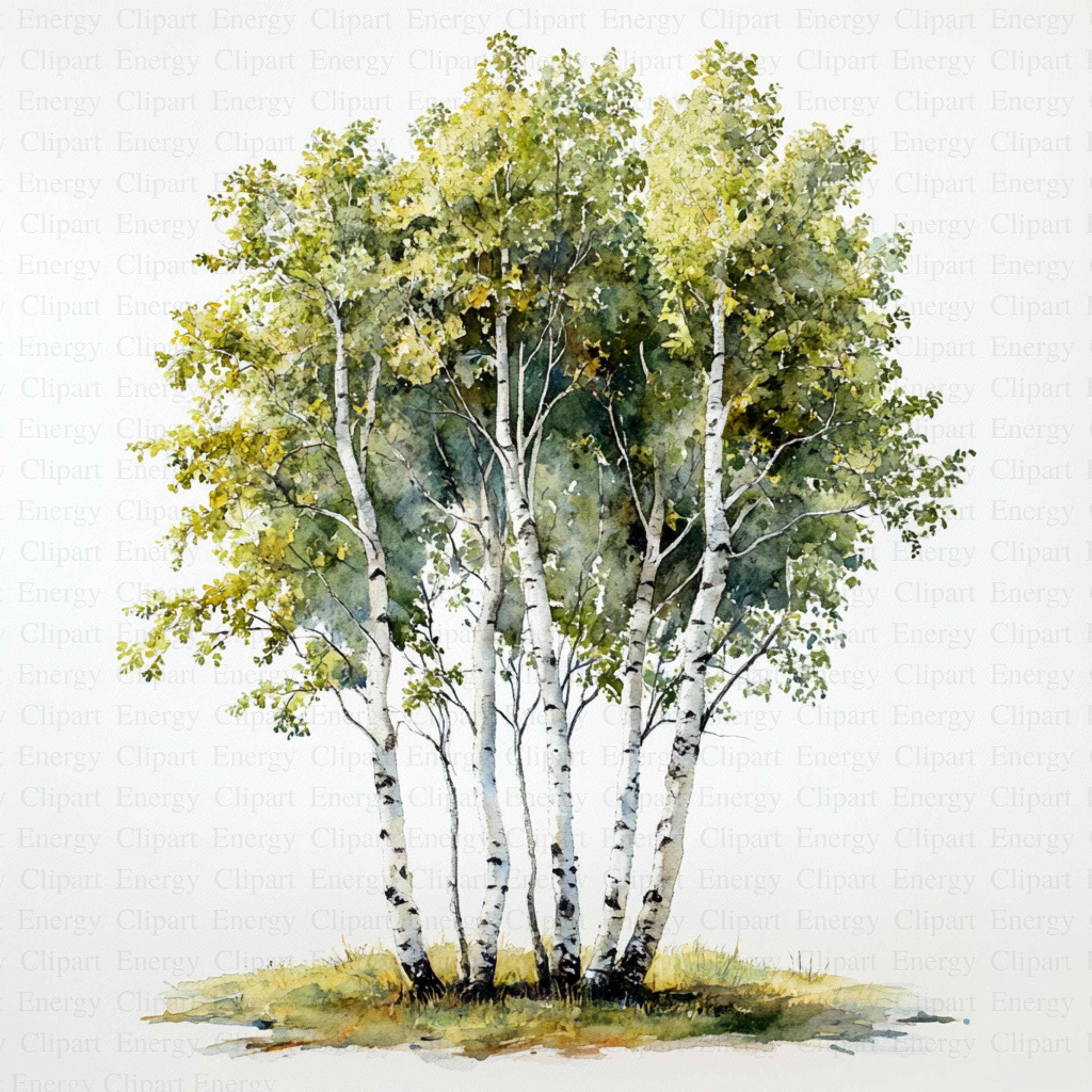 Watercolor Forest Birch Trees Clipart | 5 High Quality Jpg's | Digital ...