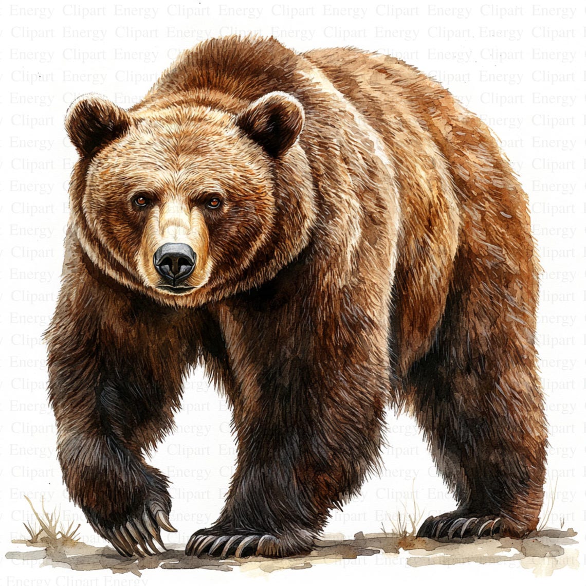Grizzly Bear Clipart | 5 High Quality Jpg's | Digital Download ...