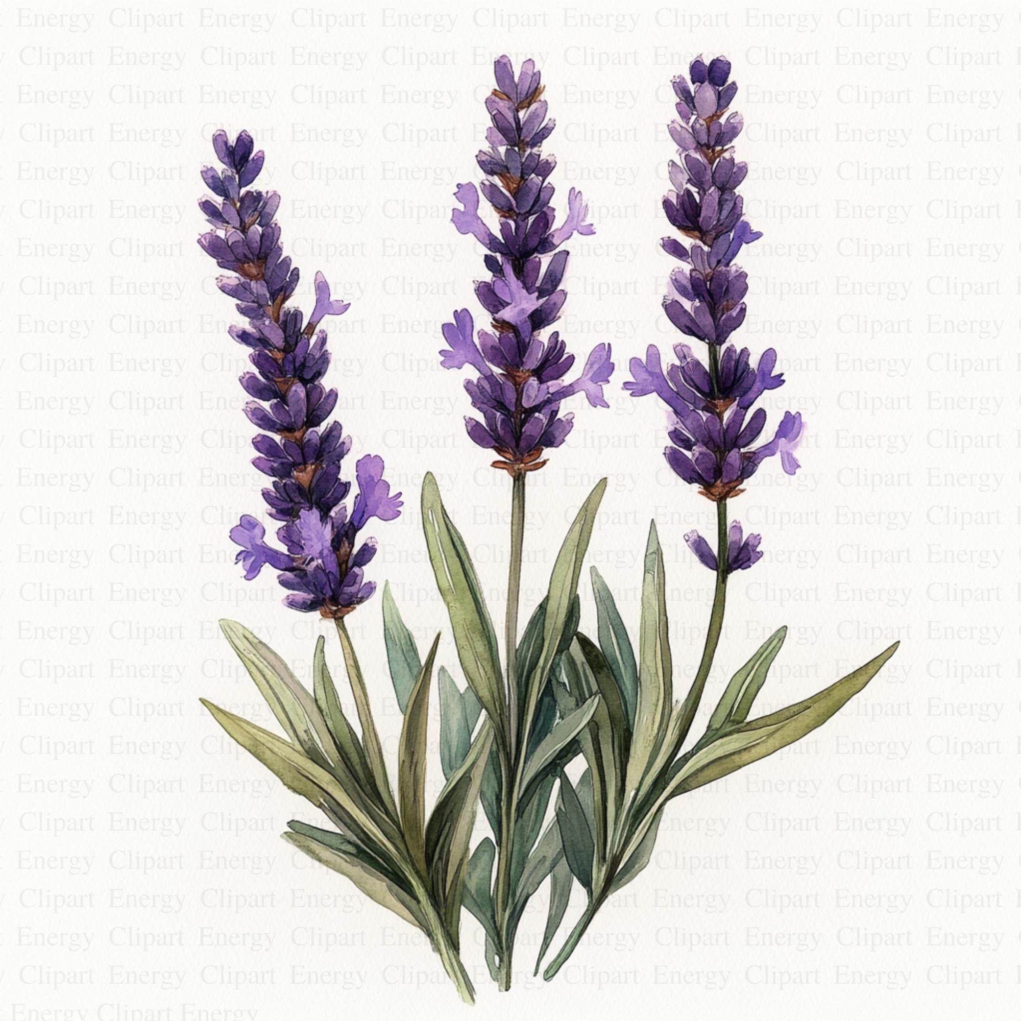 Lavender Printable | 5 High Quality Jpgs | Digital Download | Floral ...