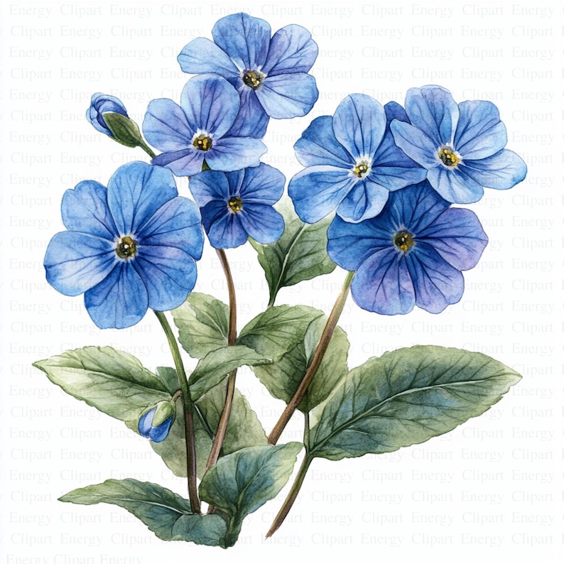 Forget Me Nots Clipart | 5 High Quality Jpg's | Digital Download ...