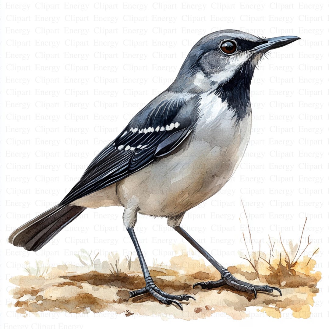 Northern Mockingbird Clipart | 5 High Quality Jpg's | Digital Download ...