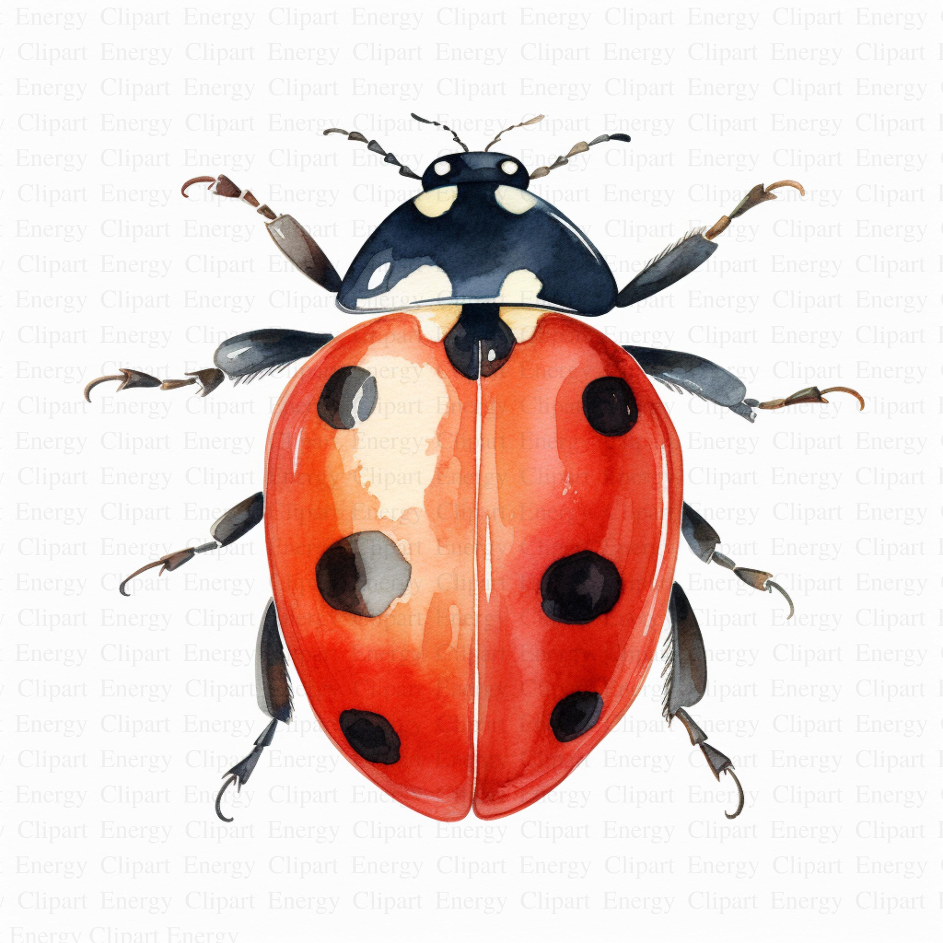 Watercolor Ladybugs Clipart | 5 High Quality Jpg's | Digital Download ...