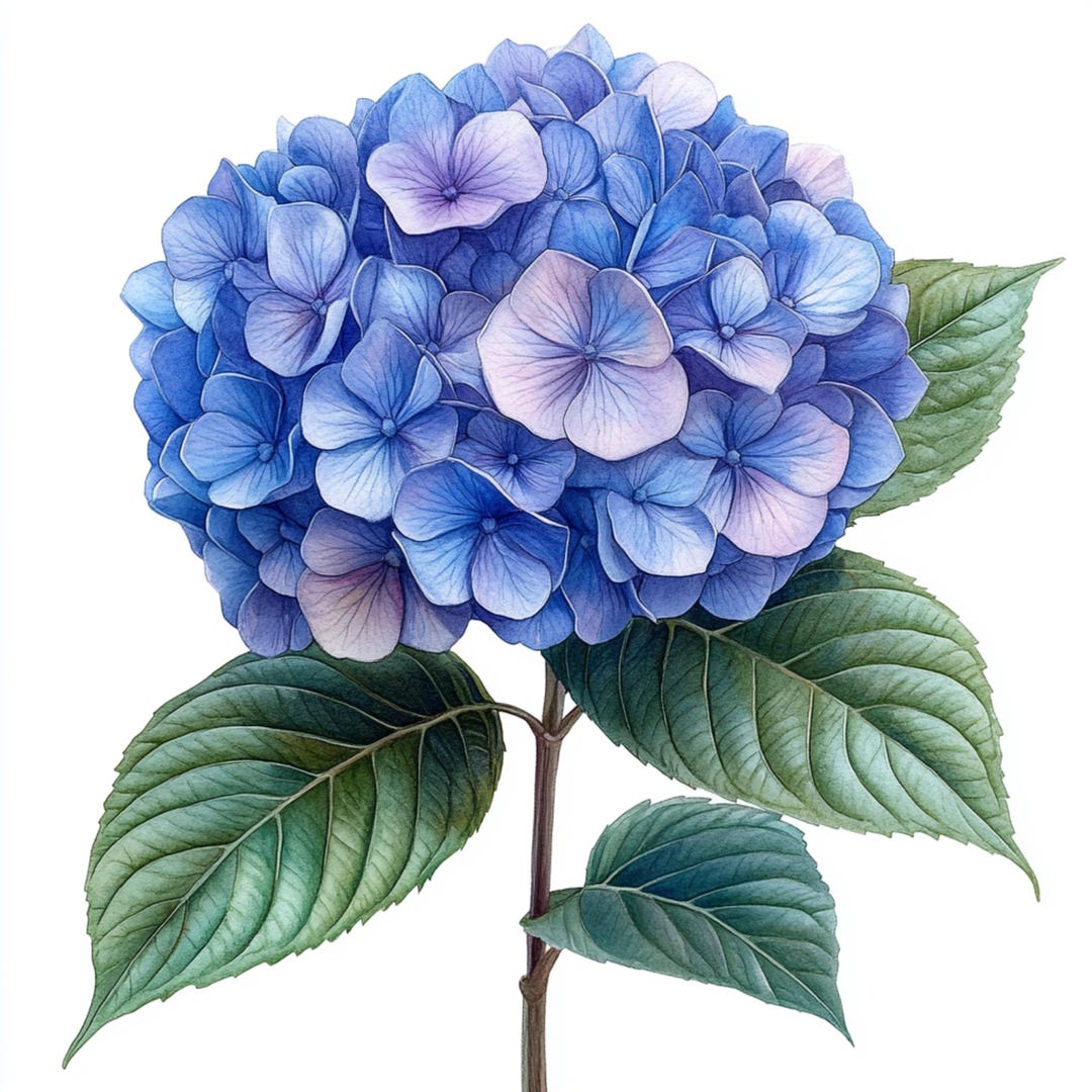 Watercolor Hydrangea Clipart 5 High Quality Jpg's Digital Download ...
