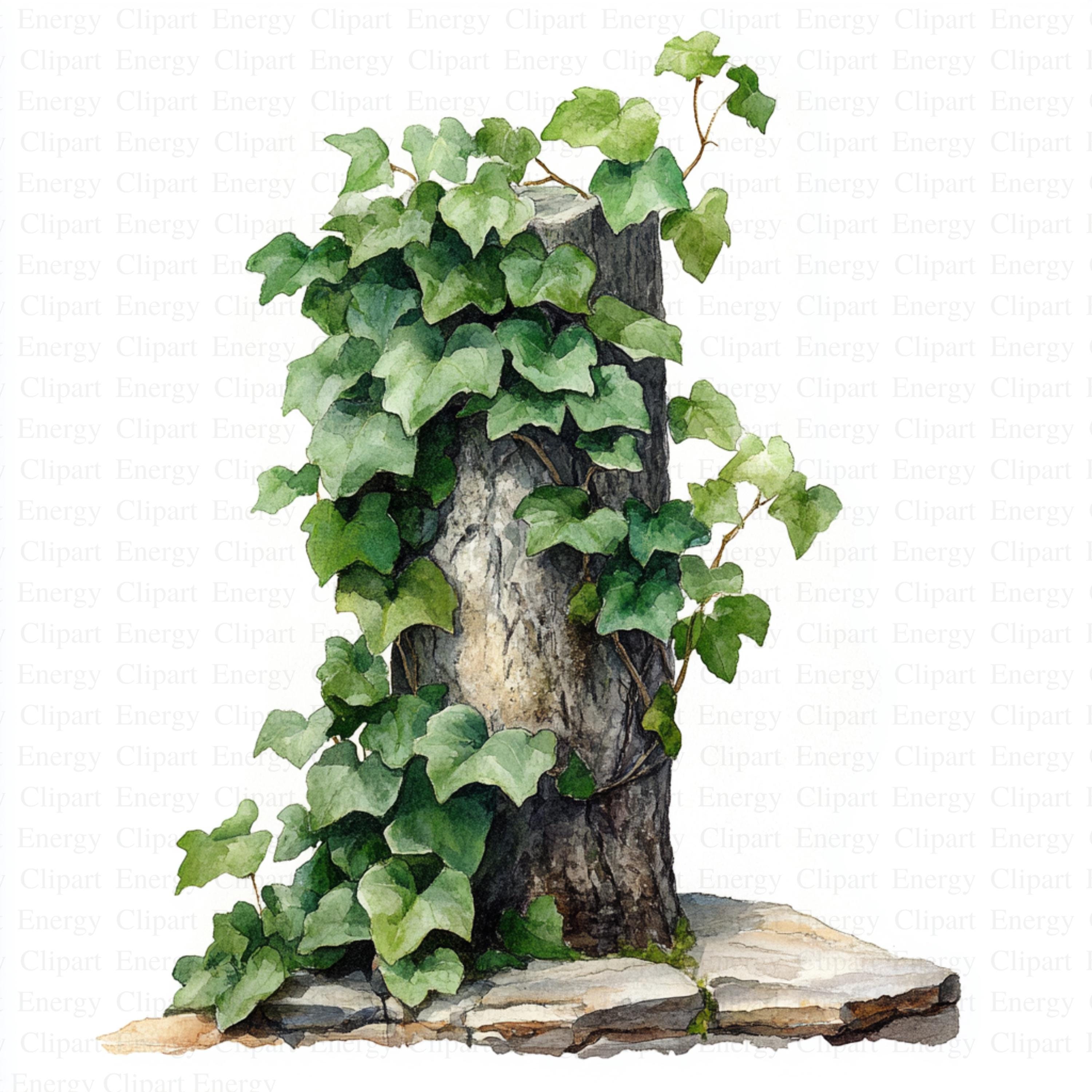 Watercolor Ivy on Tree Trunk Clipart | 5 High Quality Jpg's | Digital ...
