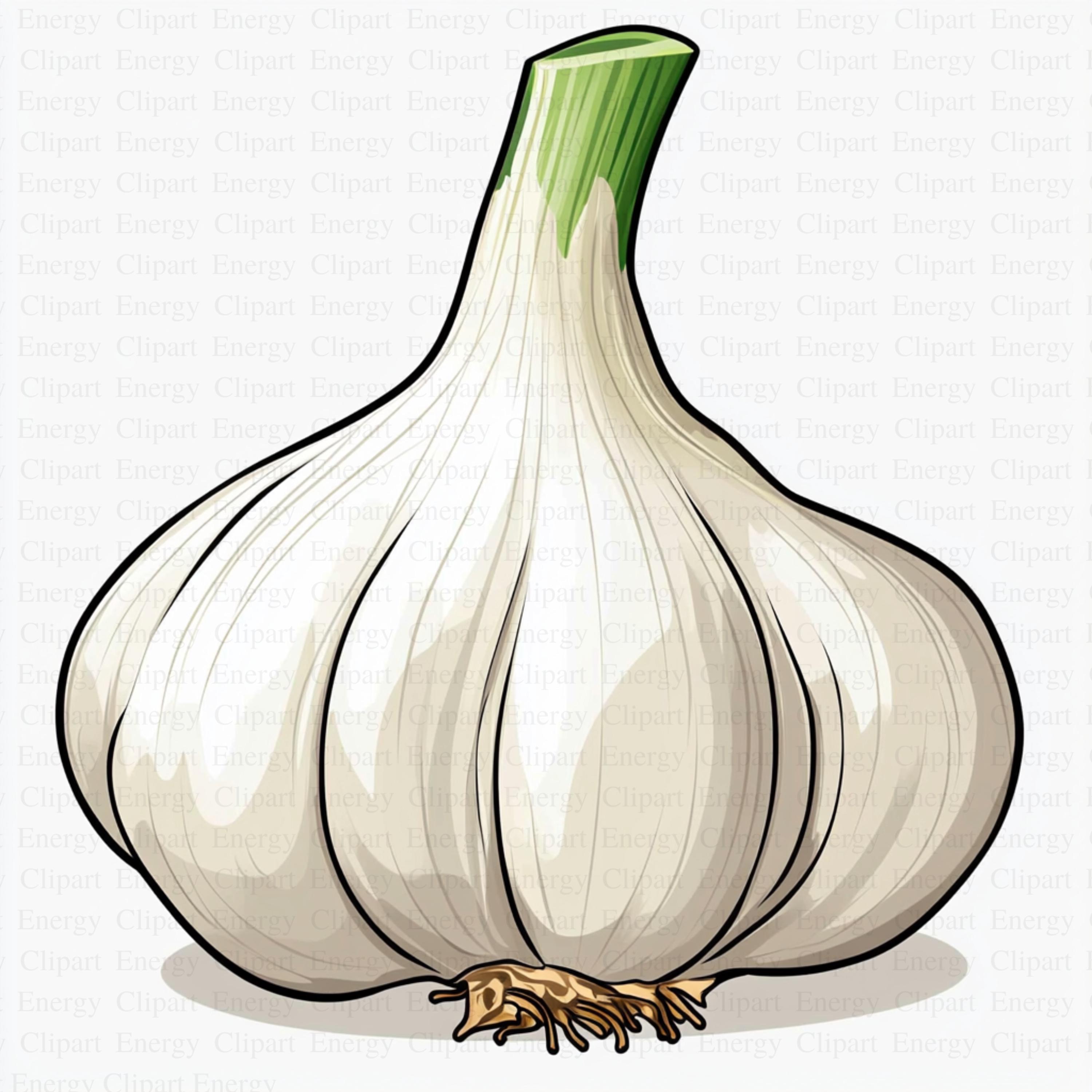 Watercolor Garlic Clipart | 5 High Quality Jpg's | Digital Download ...