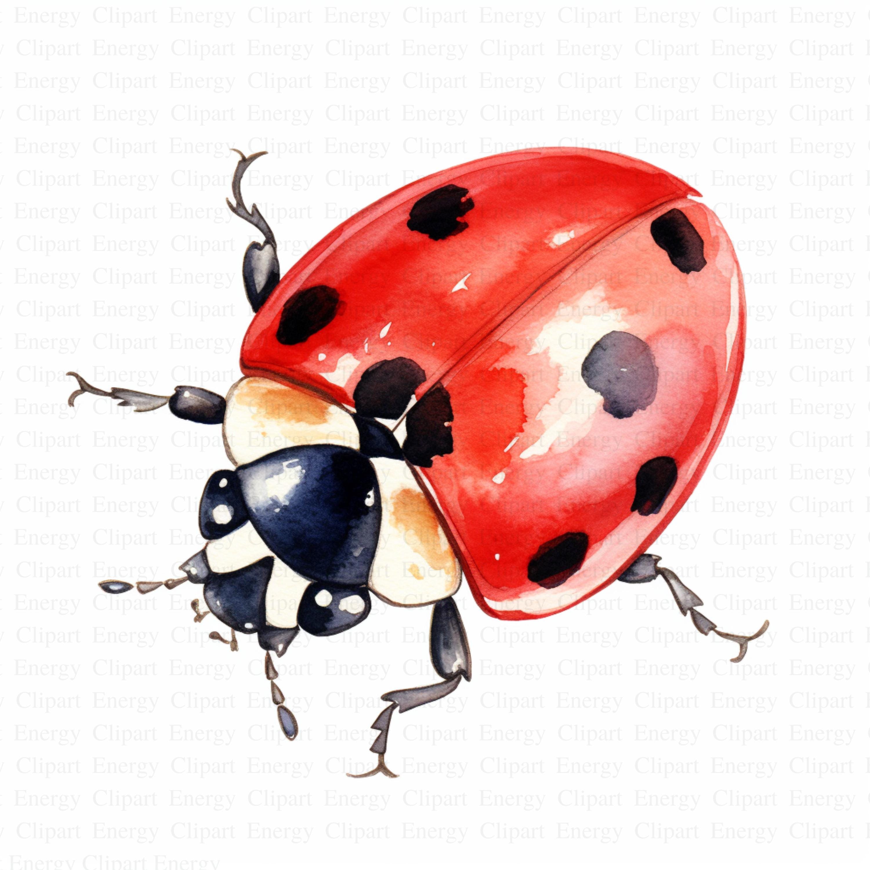 Ladybugs Clipart | 5 High Quality Jpg's | Digital Download | Insect Art ...