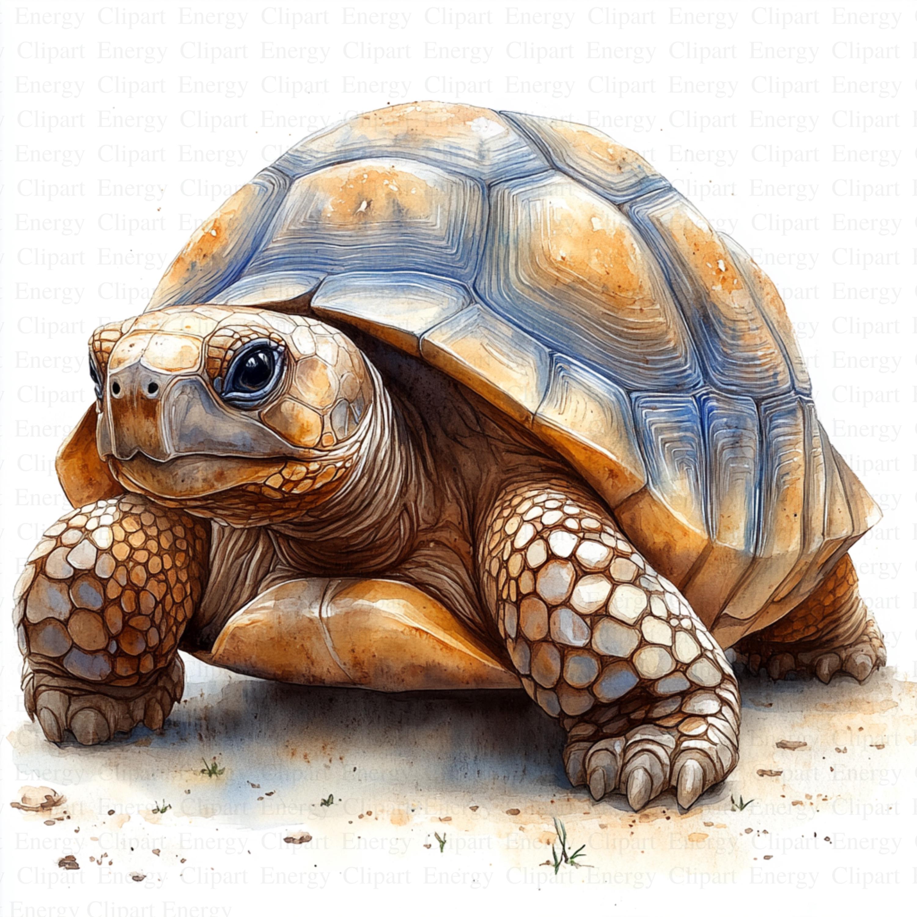 Cute Tortoise Clipart | 5 High Quality Jpg's | Digital Download ...
