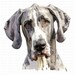 Great Dane Portrait 5 High Quality Jpg's Digital Download Dog Art ...