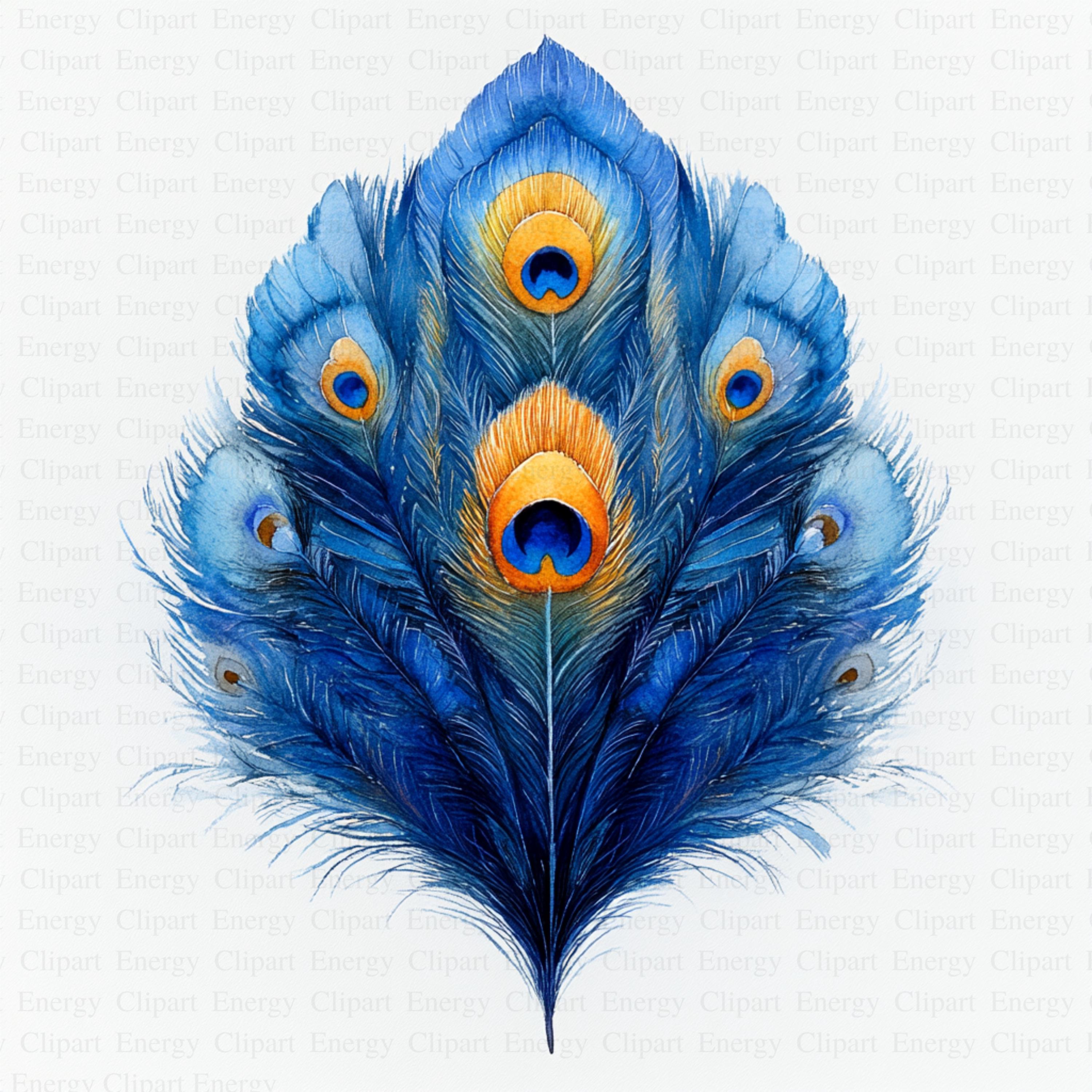 Peacock Feathers Clipart | 5 High Quality Jpg's | Digital Download ...