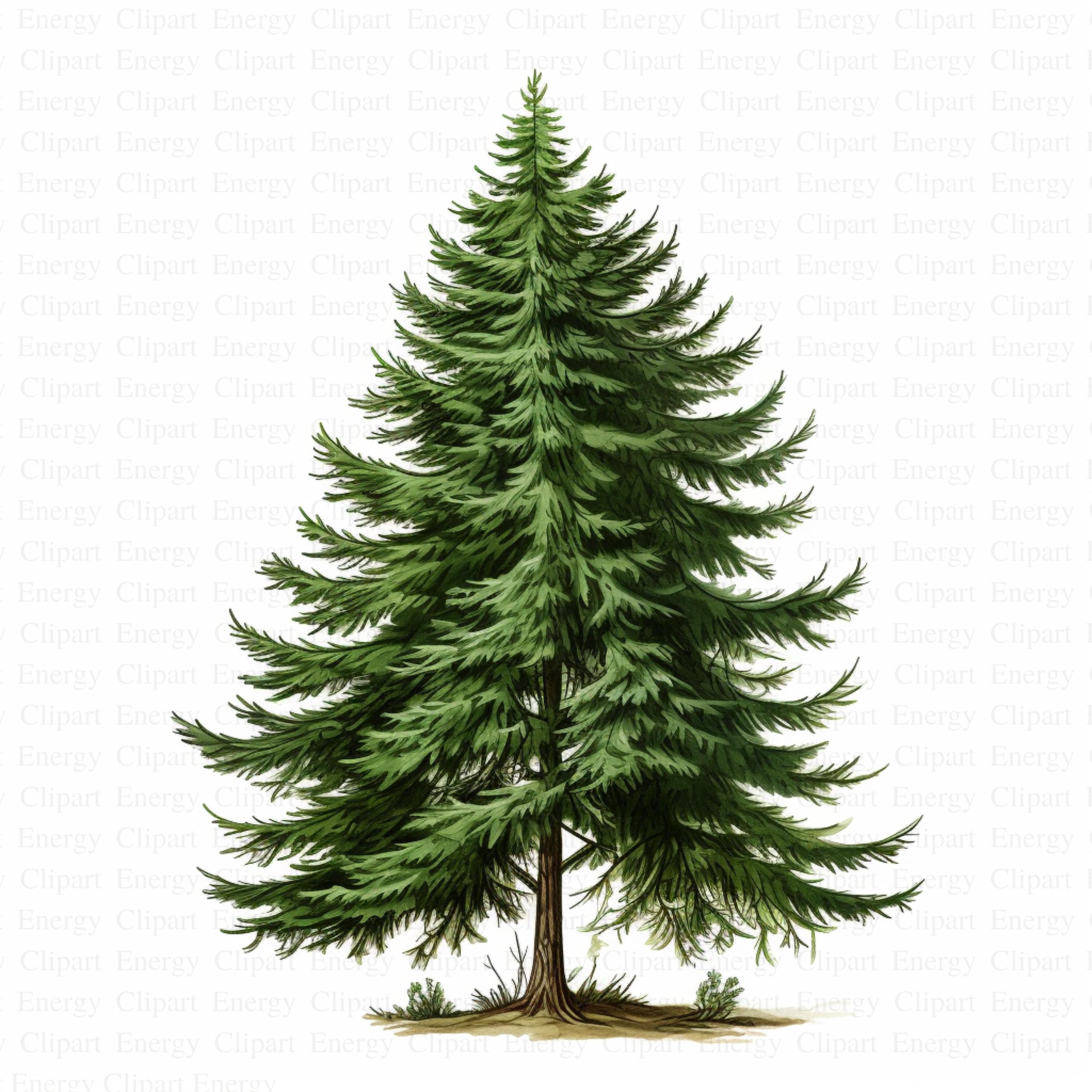 Fir Trees Clipart | 5 High Quality Jpg's | Digital Download | Forest ...