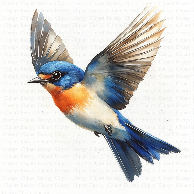 Watercolor Swallow Clipart | 5 High Quality Jpg's | Digital Download ...