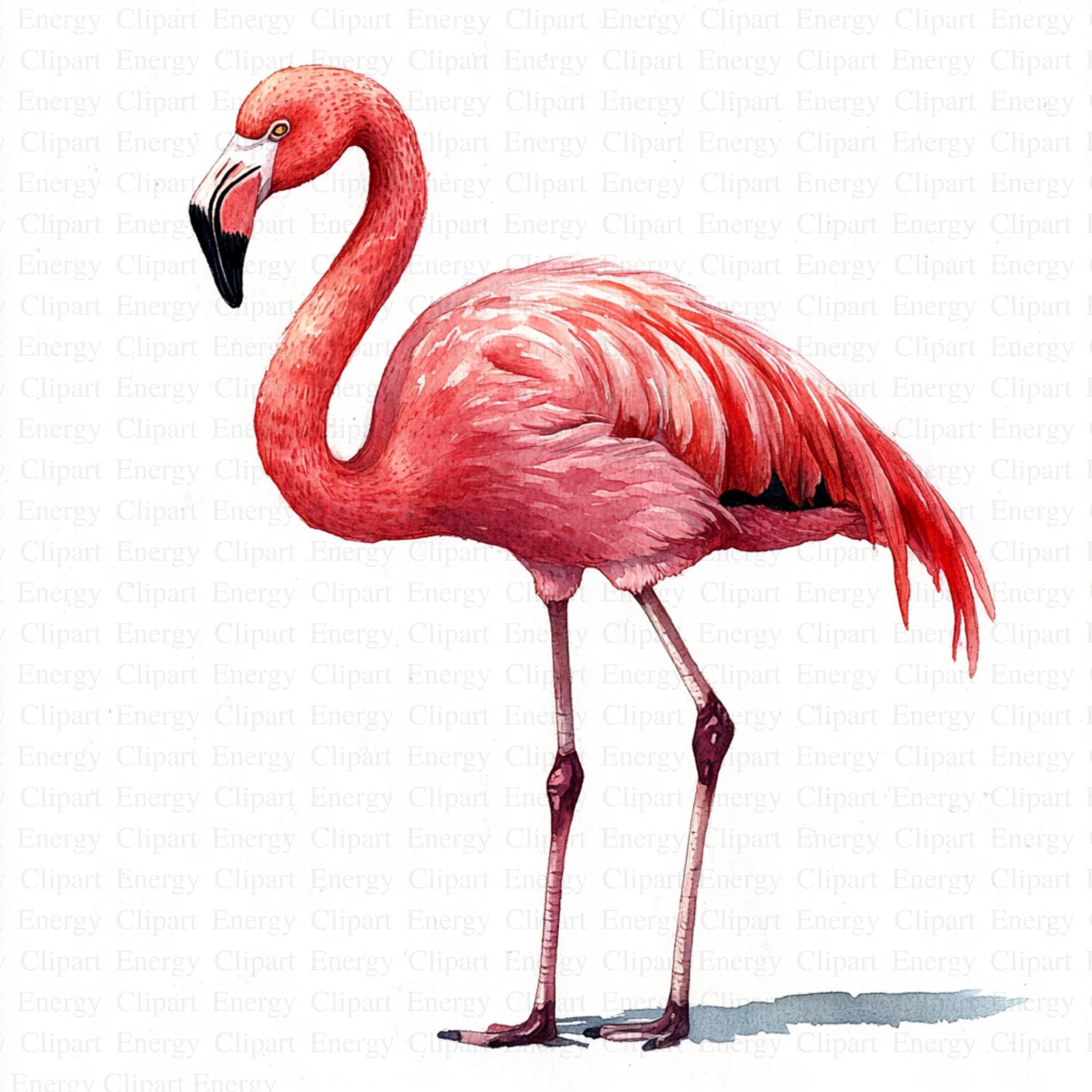 Flamingo Clipart | 5 High Quality Jpgs | Digital Download | Digital ...