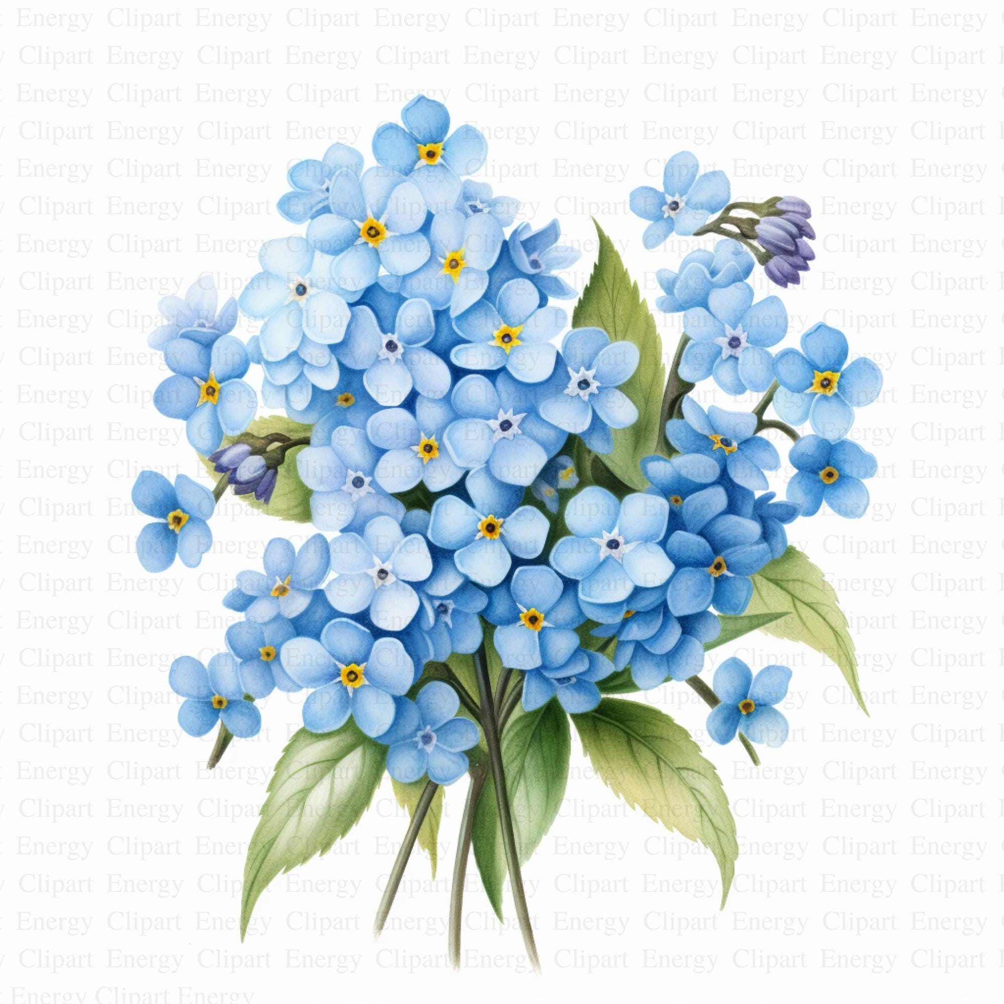 Forget Me Not Clipart | 5 High Quality Jpgs | Instant Digital Download ...