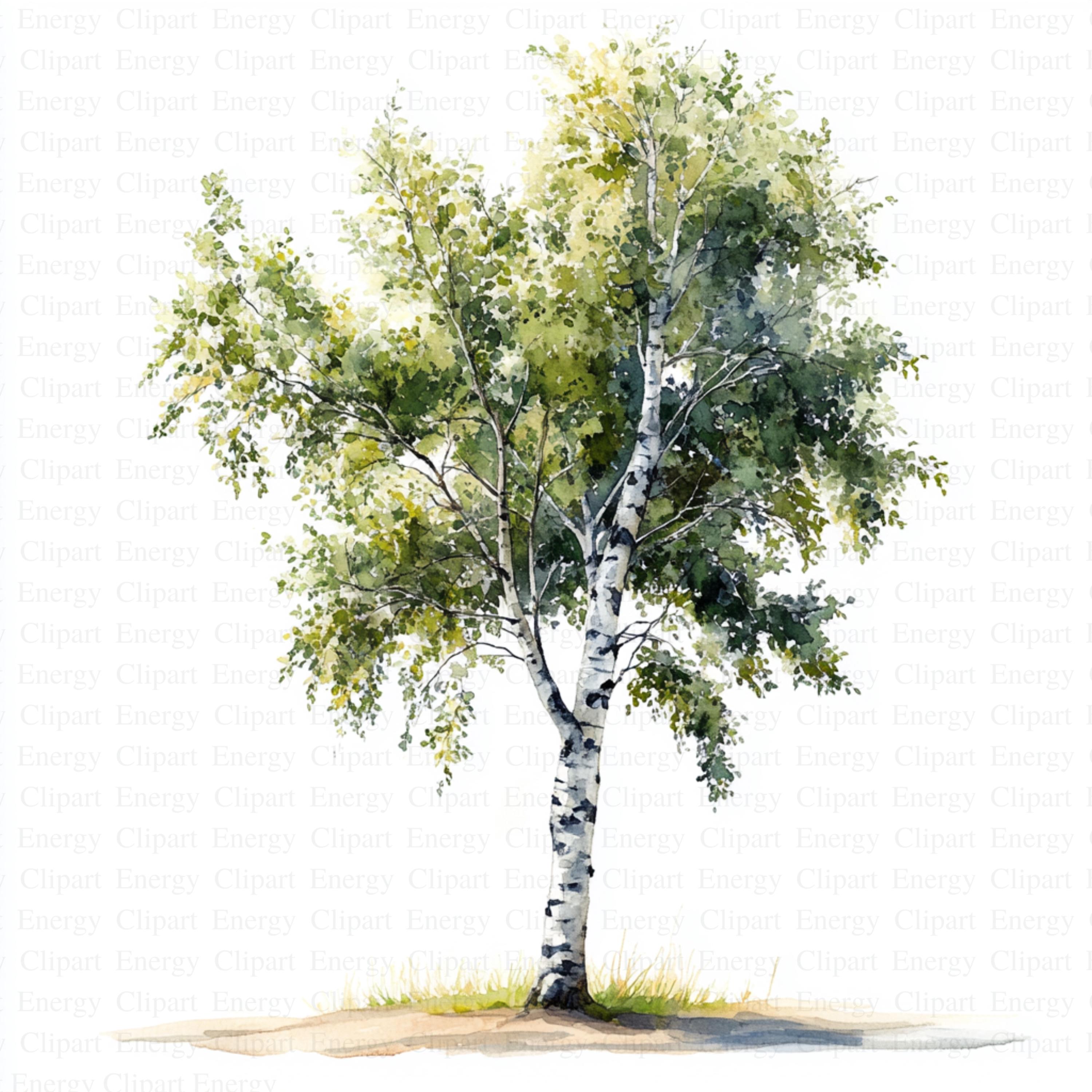 Watercolor Forest Birch Trees Clipart | 5 High Quality Jpg's | Digital ...