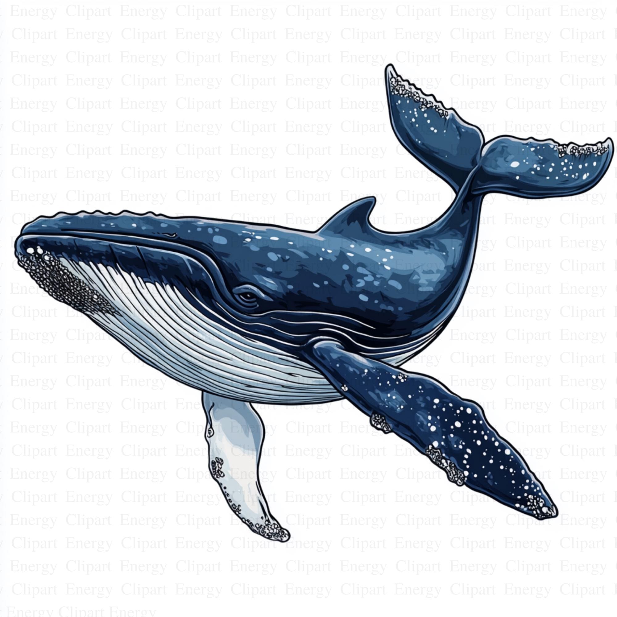 Whale Clipart | 5 High Quality Jpg's | Digital Download | Ocean Animals ...