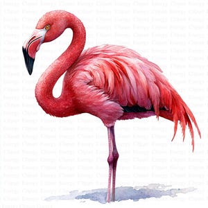 Flamingo Clipart | 5 High Quality Jpgs | Digital Download | Nursery Art ...