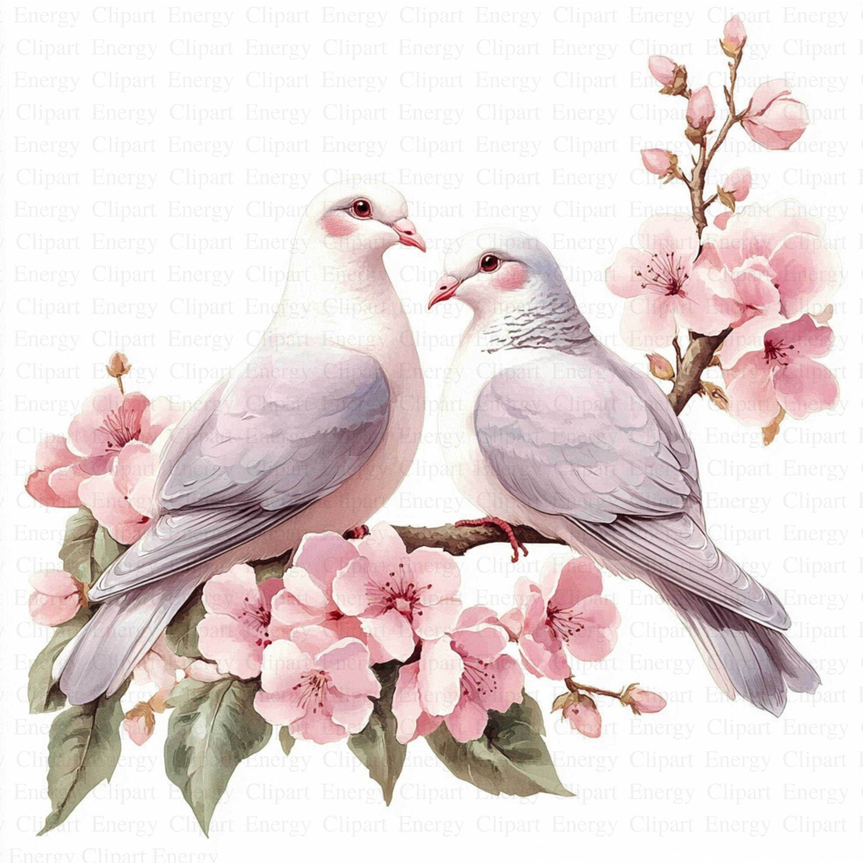 Watercolor Romantic Doves Couple Clipart | 5 High Quality Jpg's ...