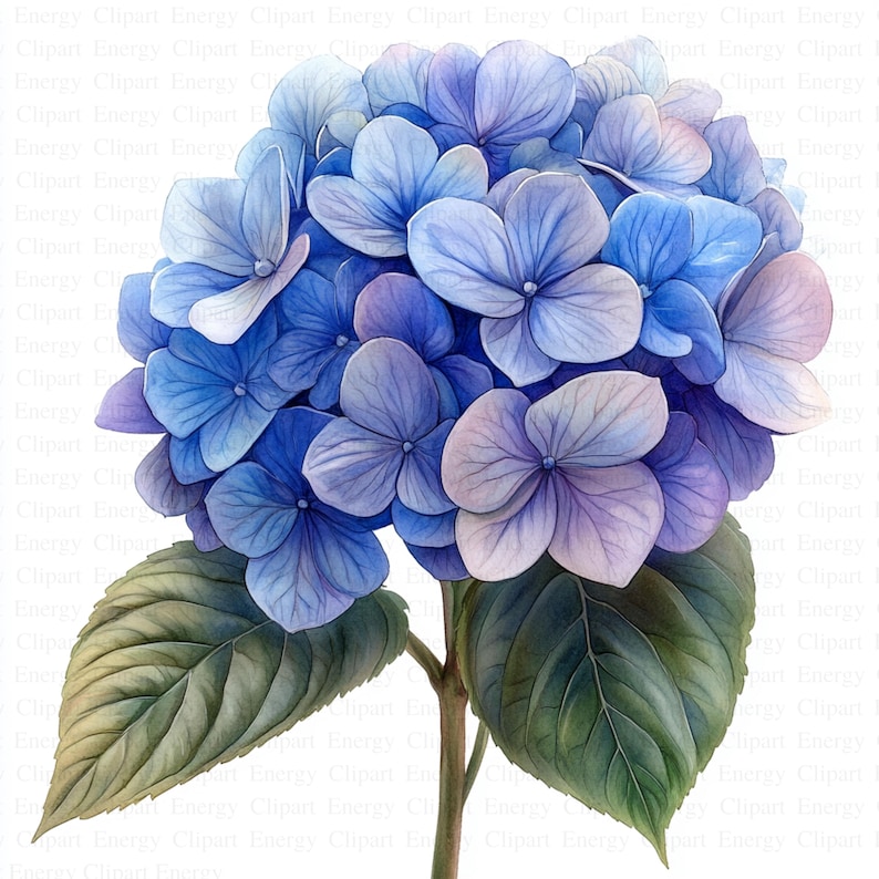 Hydrangea Clipart | 5 High Quality Jpg's | Digital Download | Floral ...
