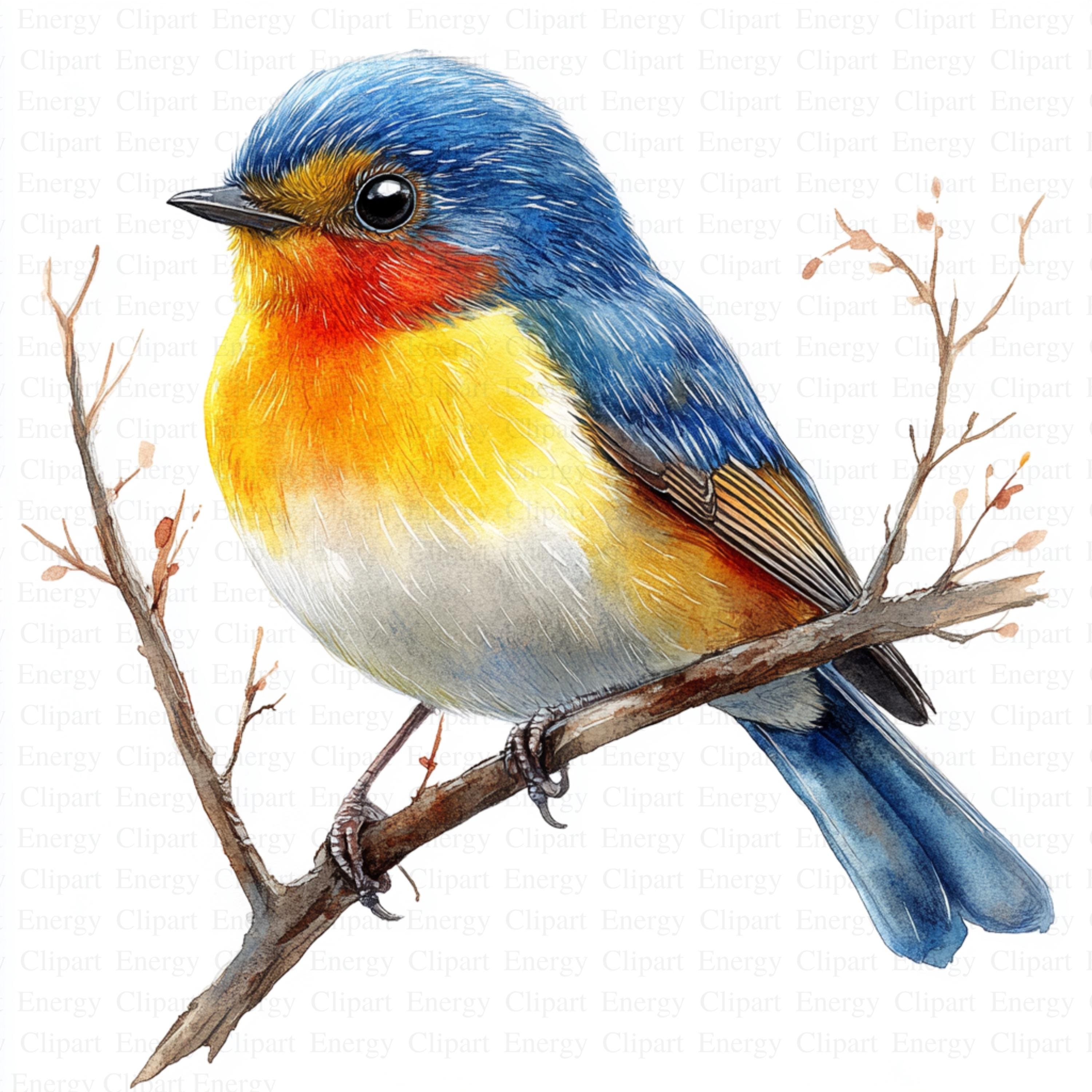 Colorful Bird Clipart | 5 High Quality Jpg's | Digital Download ...