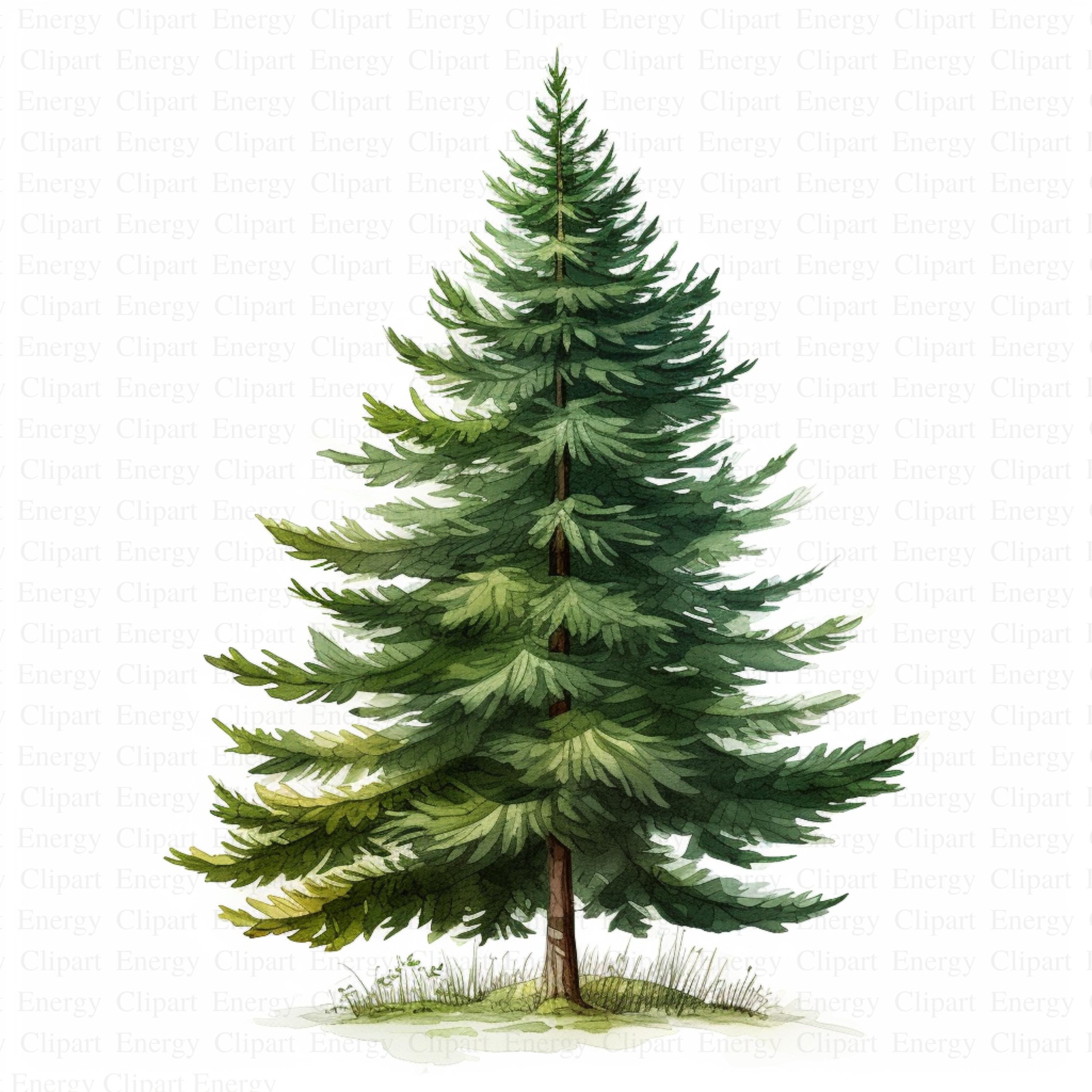 Fir Trees Clipart | 5 High Quality Jpg's | Digital Download | Forest ...