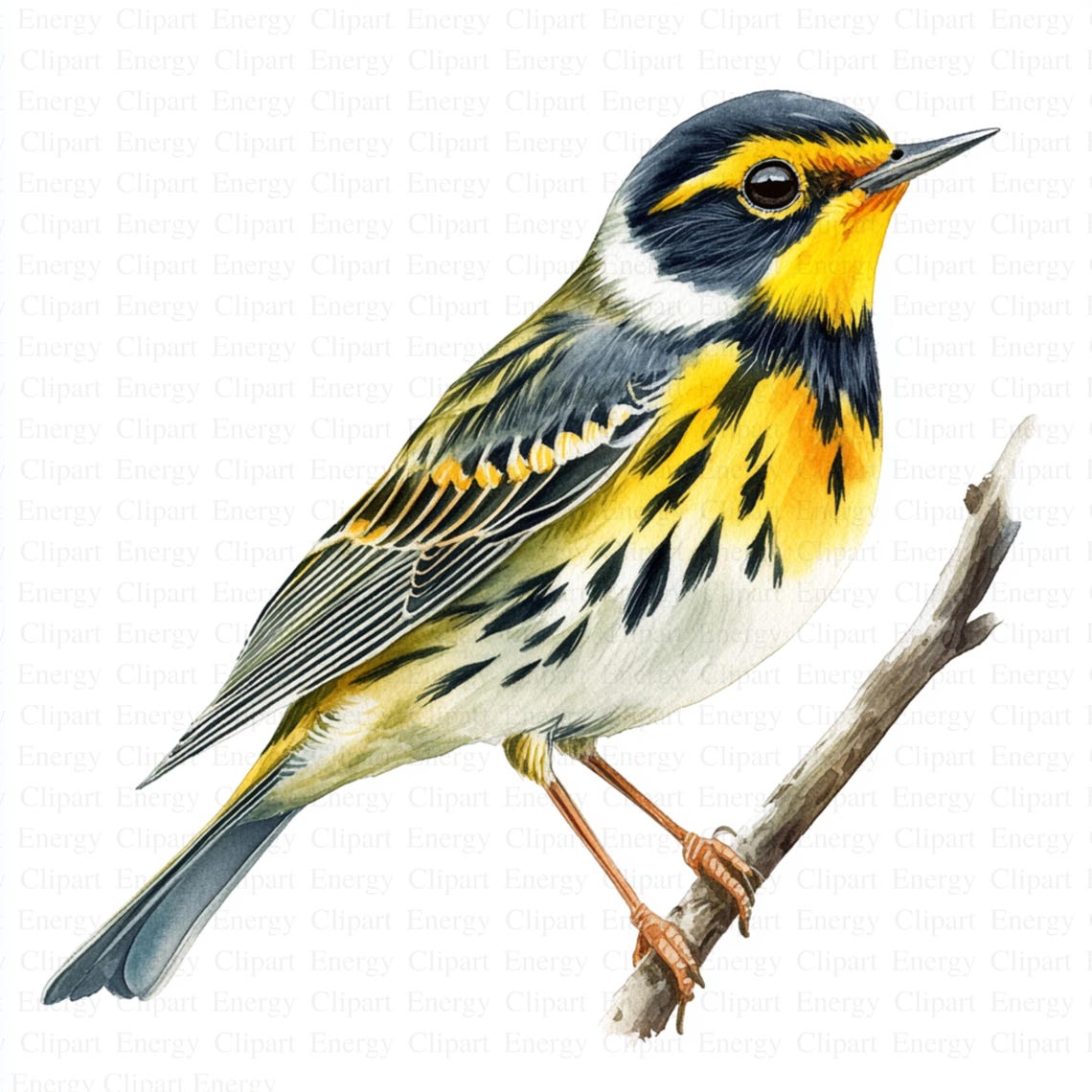 Vintage Blackburnian Warbler Clipart | 5 High Quality Jpg's | Digital ...