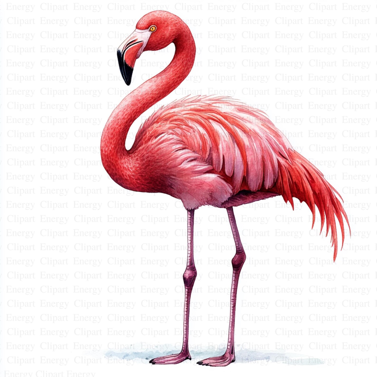 Flamingo Clipart | 5 High Quality Jpgs | Digital Download | Digital ...