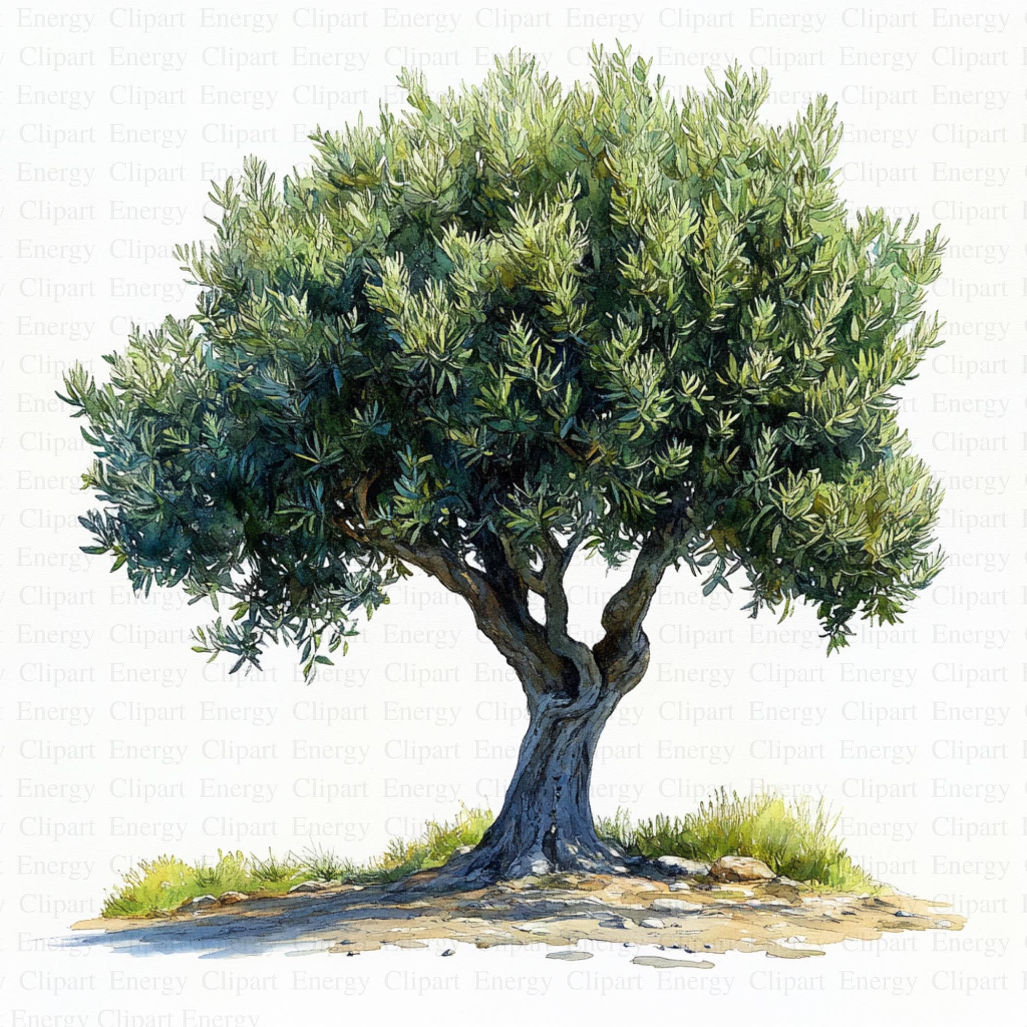 Olive Trees Clipart | 5 High Quality Jpgs | Digital Download | Card ...