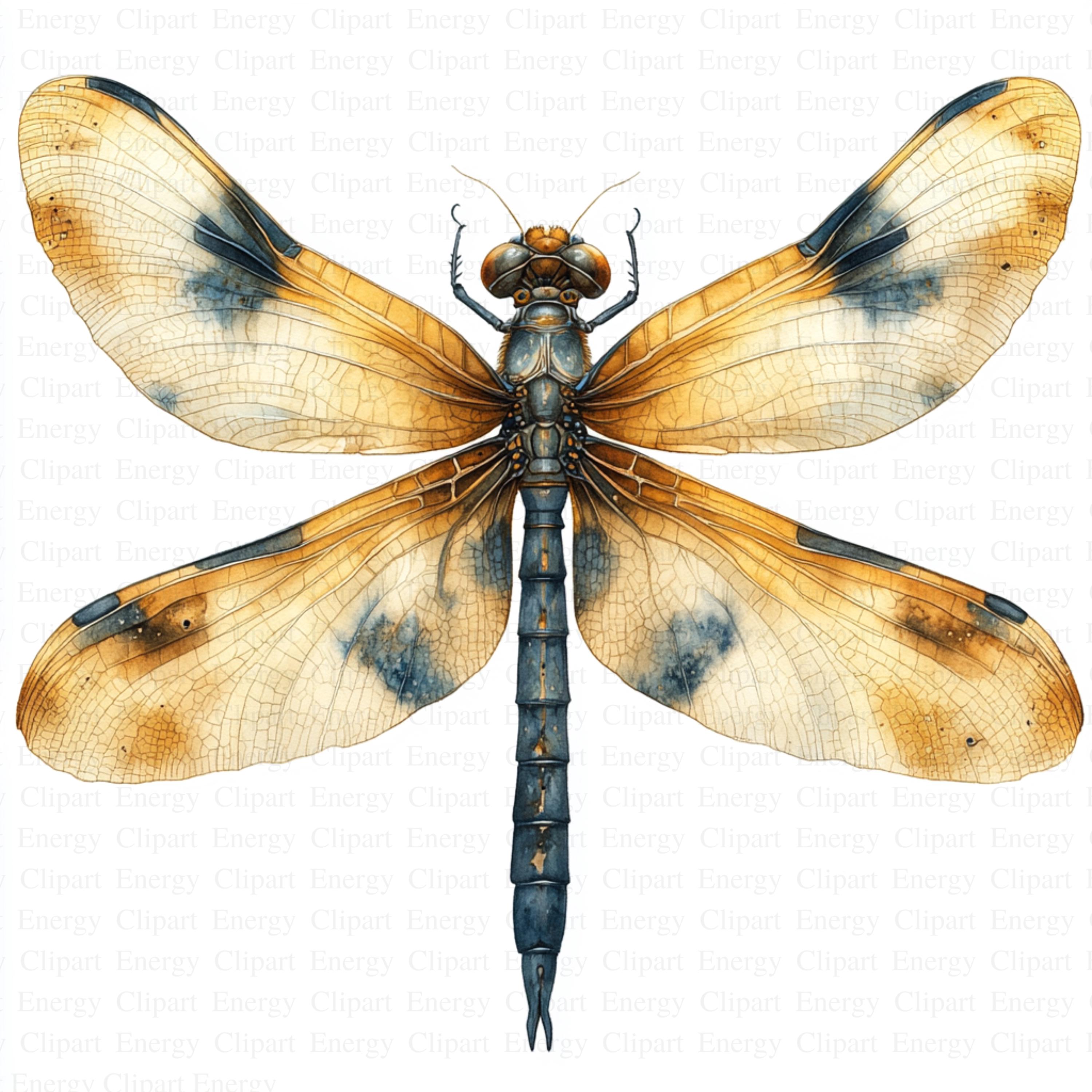 Vintage Dragonfly Clipart | 5 High Quality Jpg's | Digital Download ...