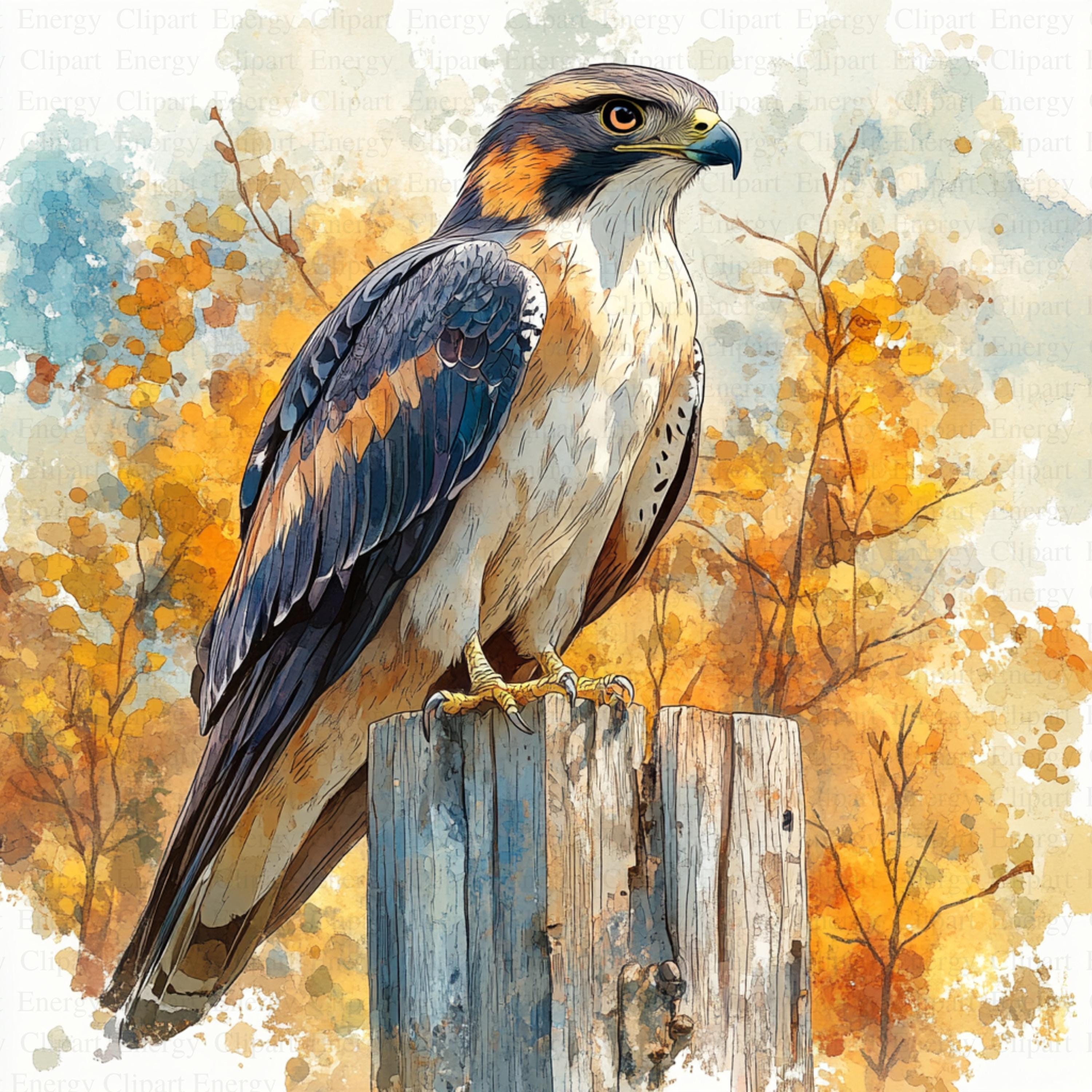 Buzzard on Fence Clipart 5 High Quality Jpg's Digital Download Wildlife ...